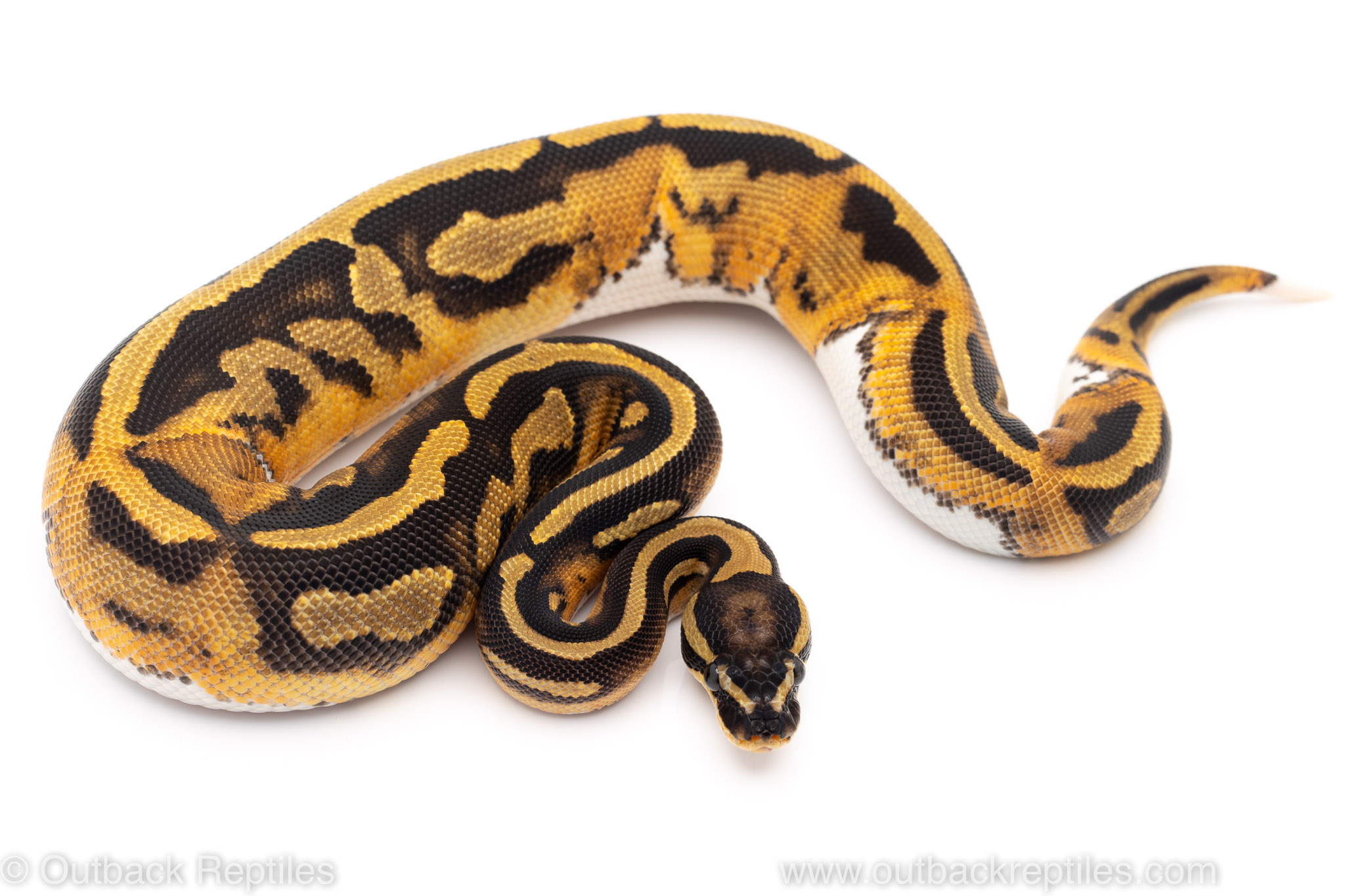 Pied Ball Pythons | Outback Reptiles