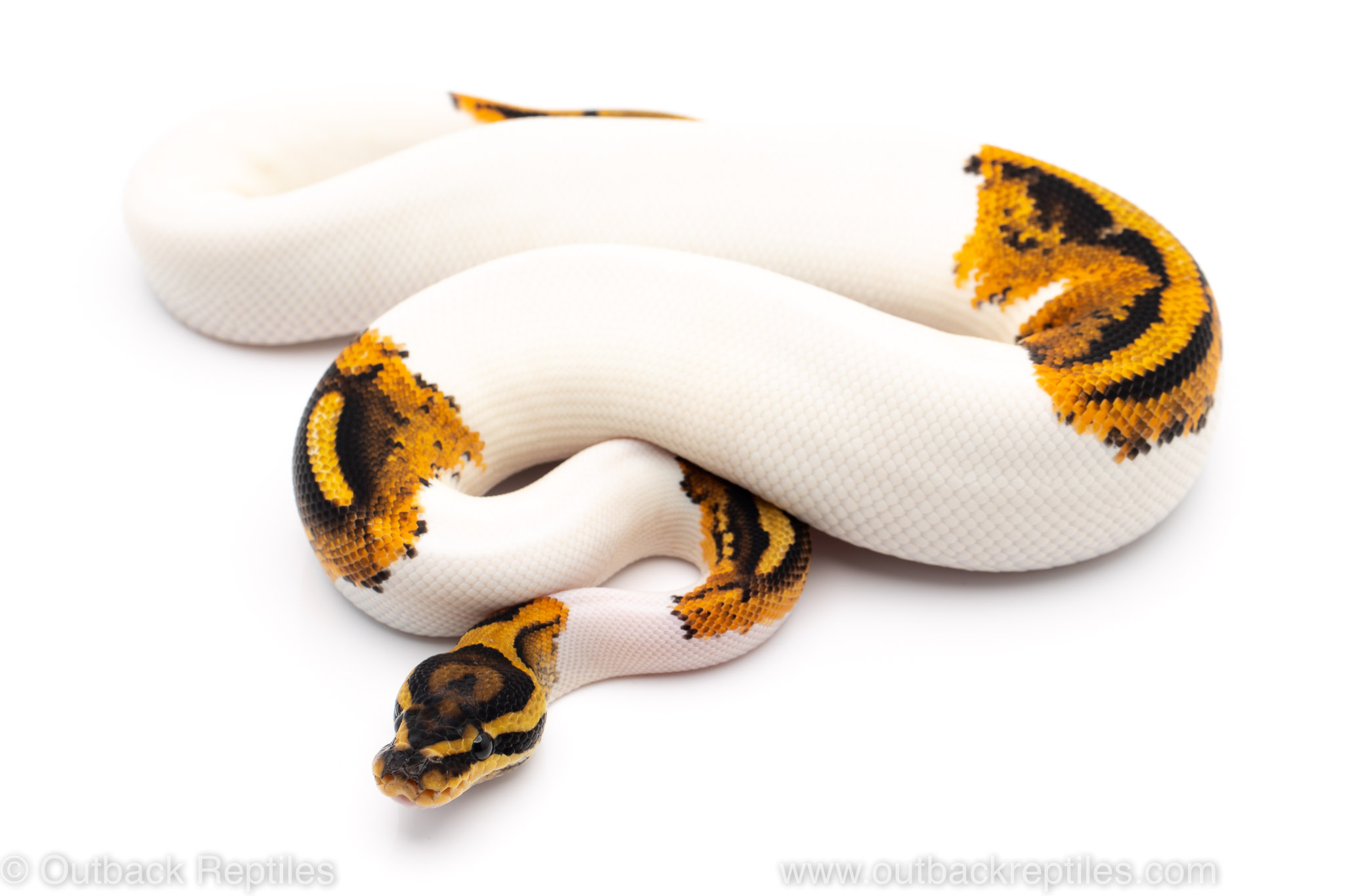 YB Pied M | Outback Reptiles