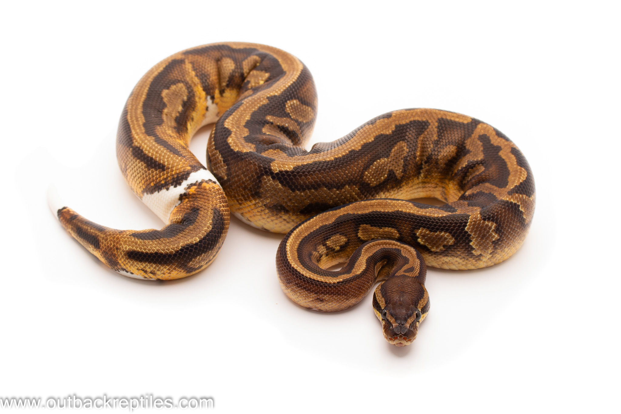 Ball Pythons for Sale | Outback Reptiles