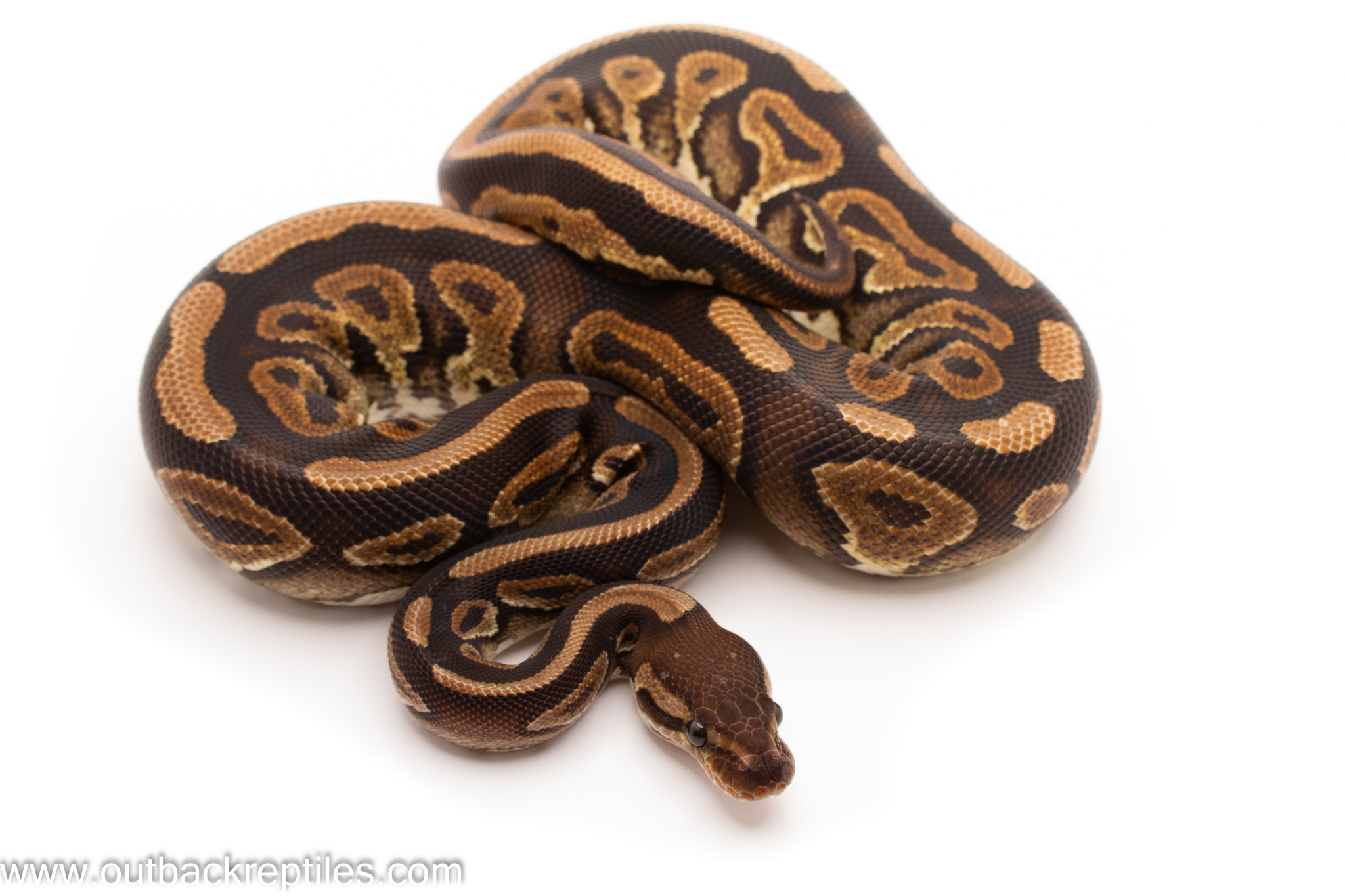 Ball Pythons for Sale | Outback Reptiles