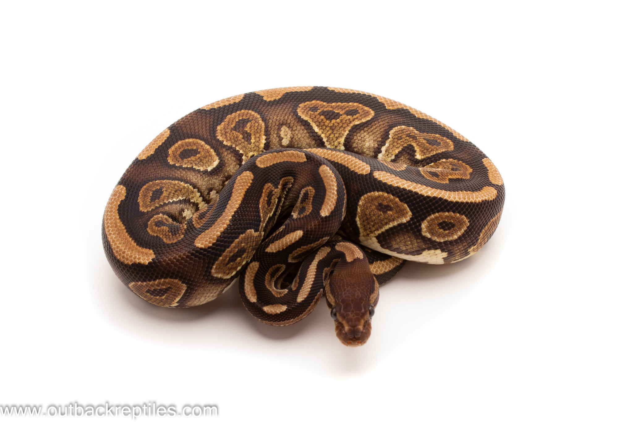 Ball Pythons for Sale | Outback Reptiles