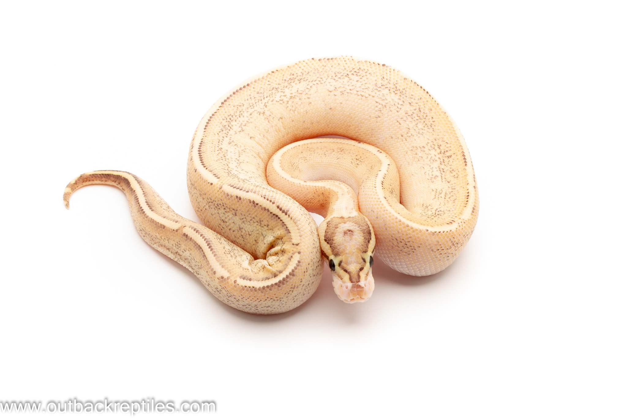 Ball Pythons for Sale | Outback Reptiles