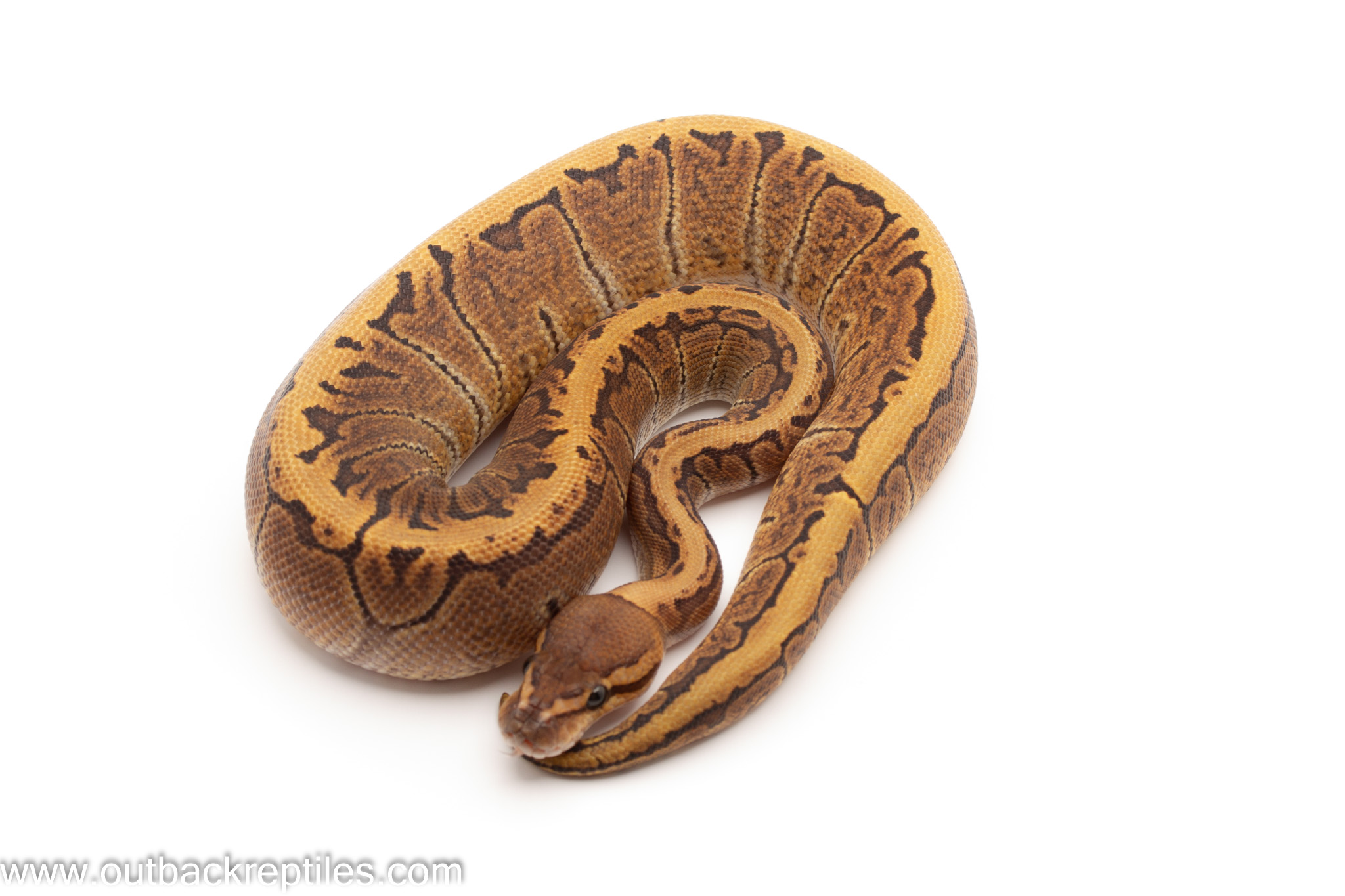Ball Pythons for Sale | Outback Reptiles