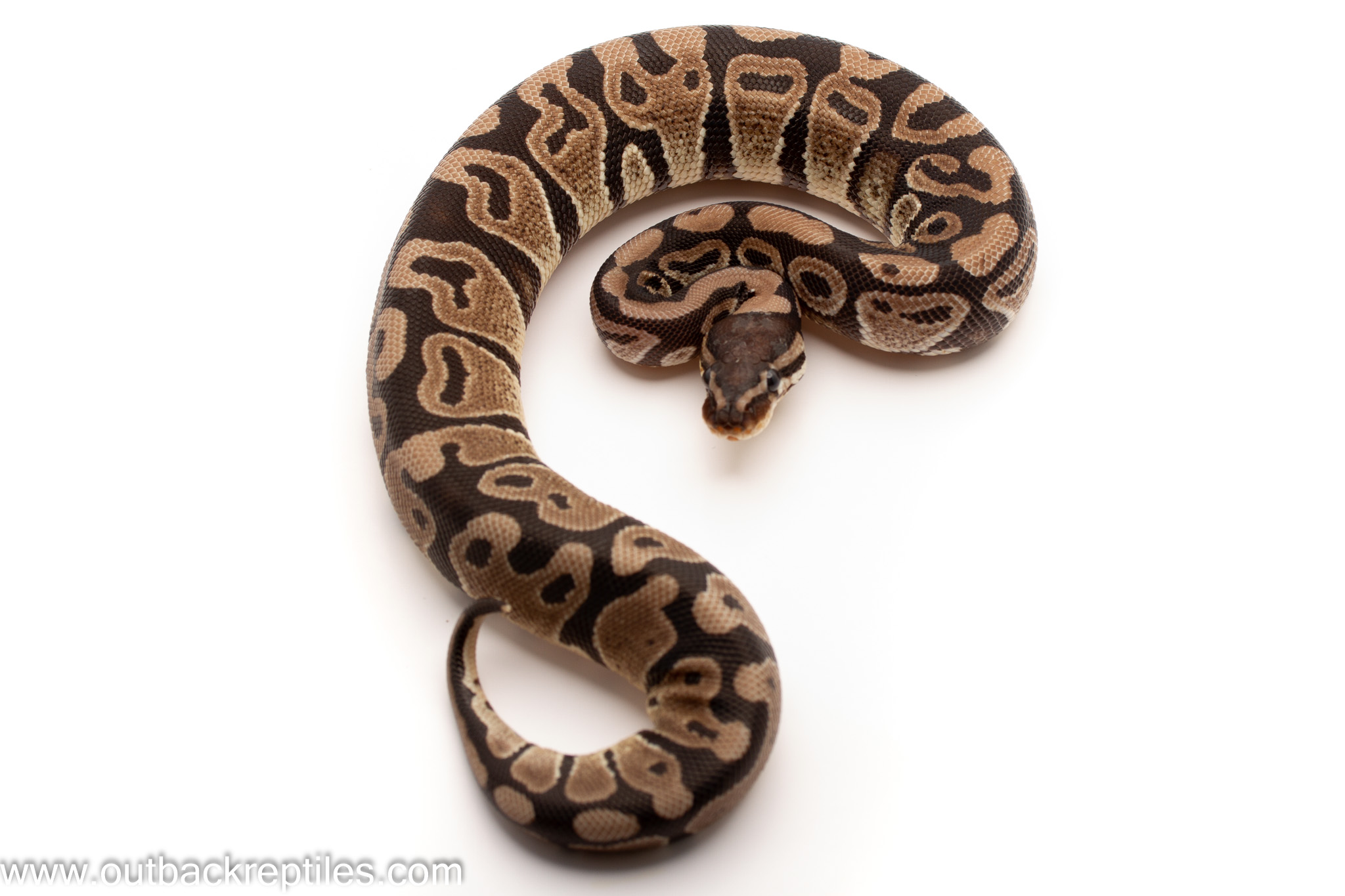 Ball Pythons for Sale | Outback Reptiles