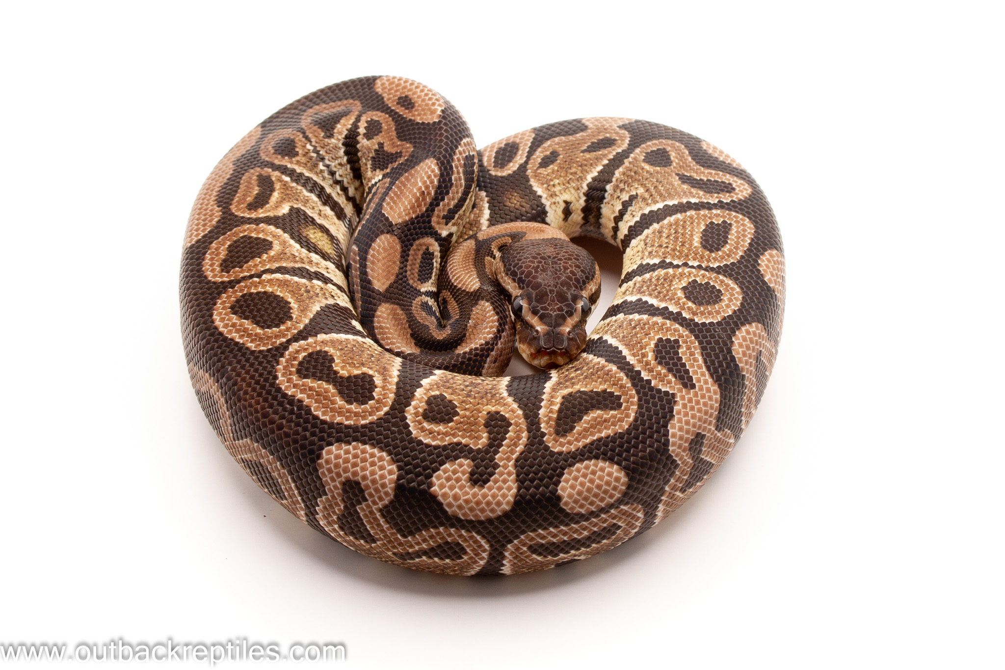 Ball Pythons for Sale | Outback Reptiles