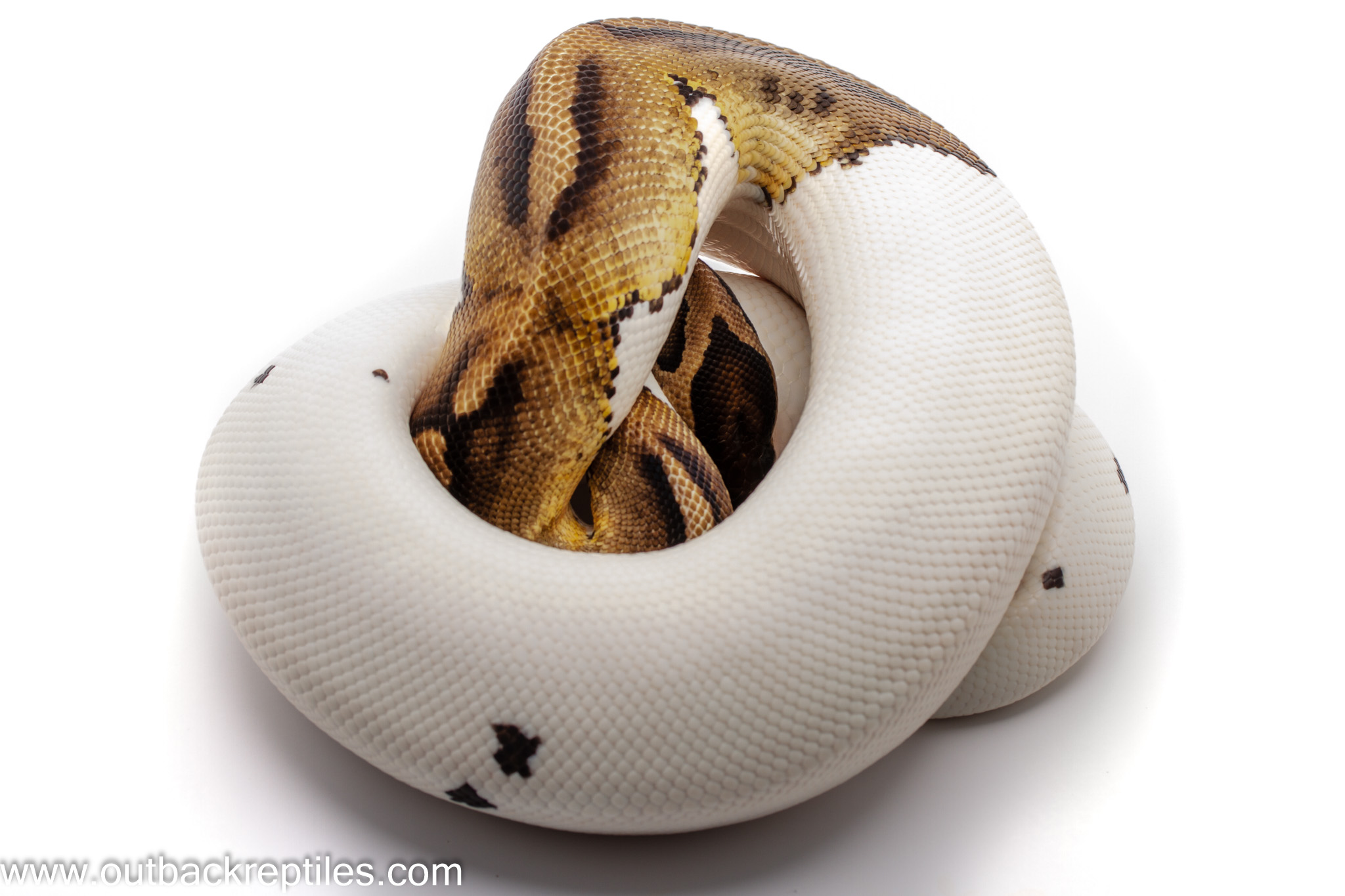 Ball Pythons for Sale | Outback Reptiles