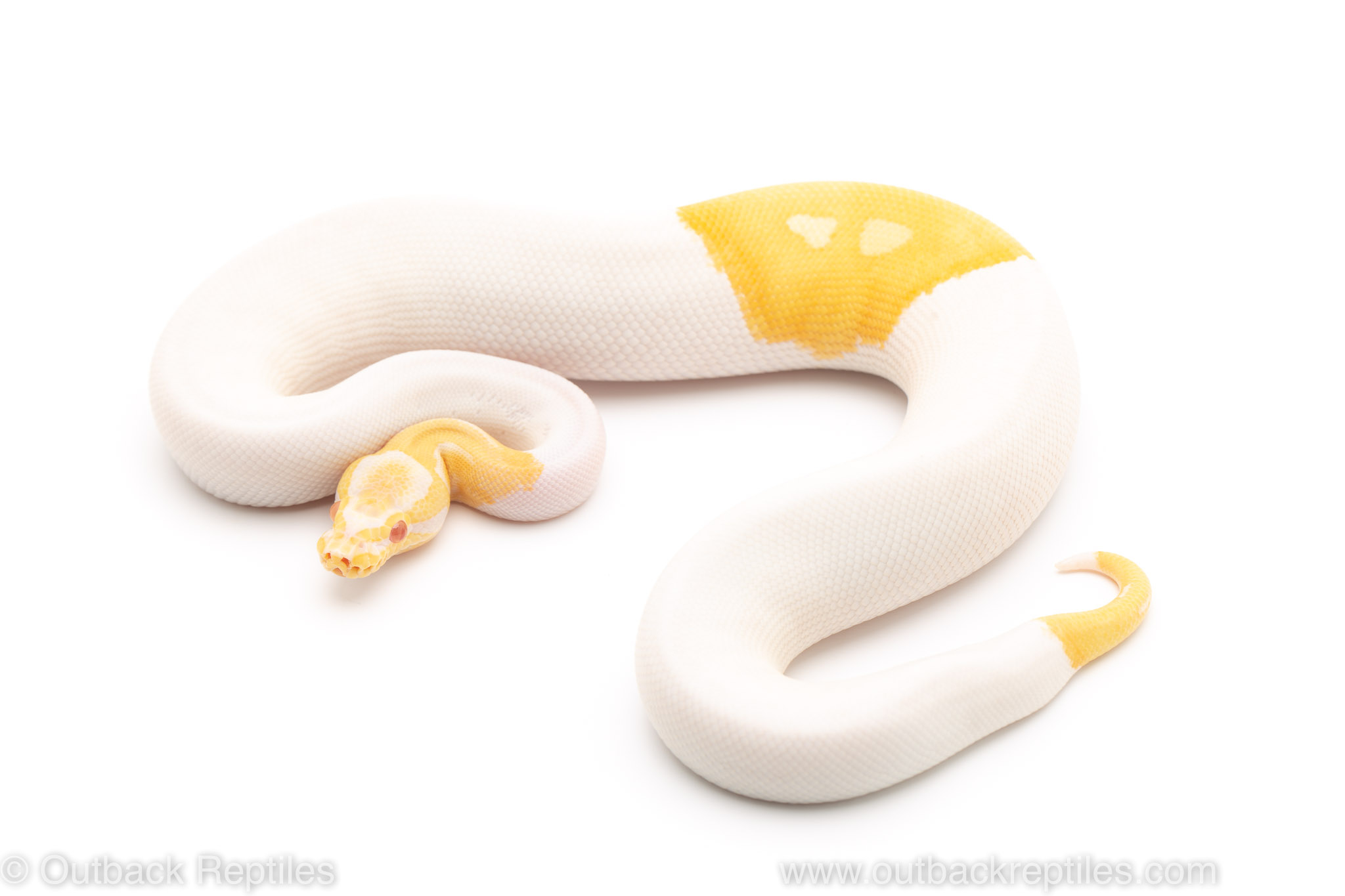 ALbino Pied M | Outback Reptiles