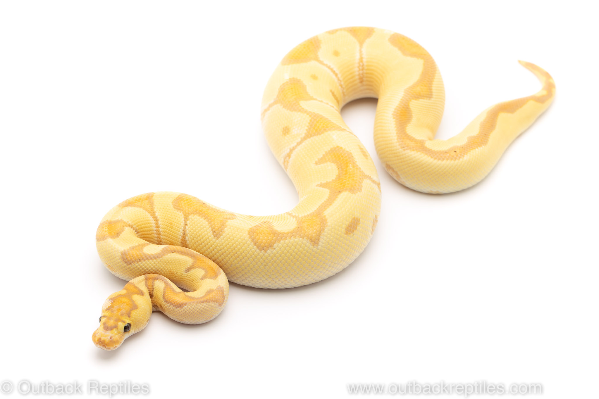 Banana Enchi Clown M1 | Outback Reptiles
