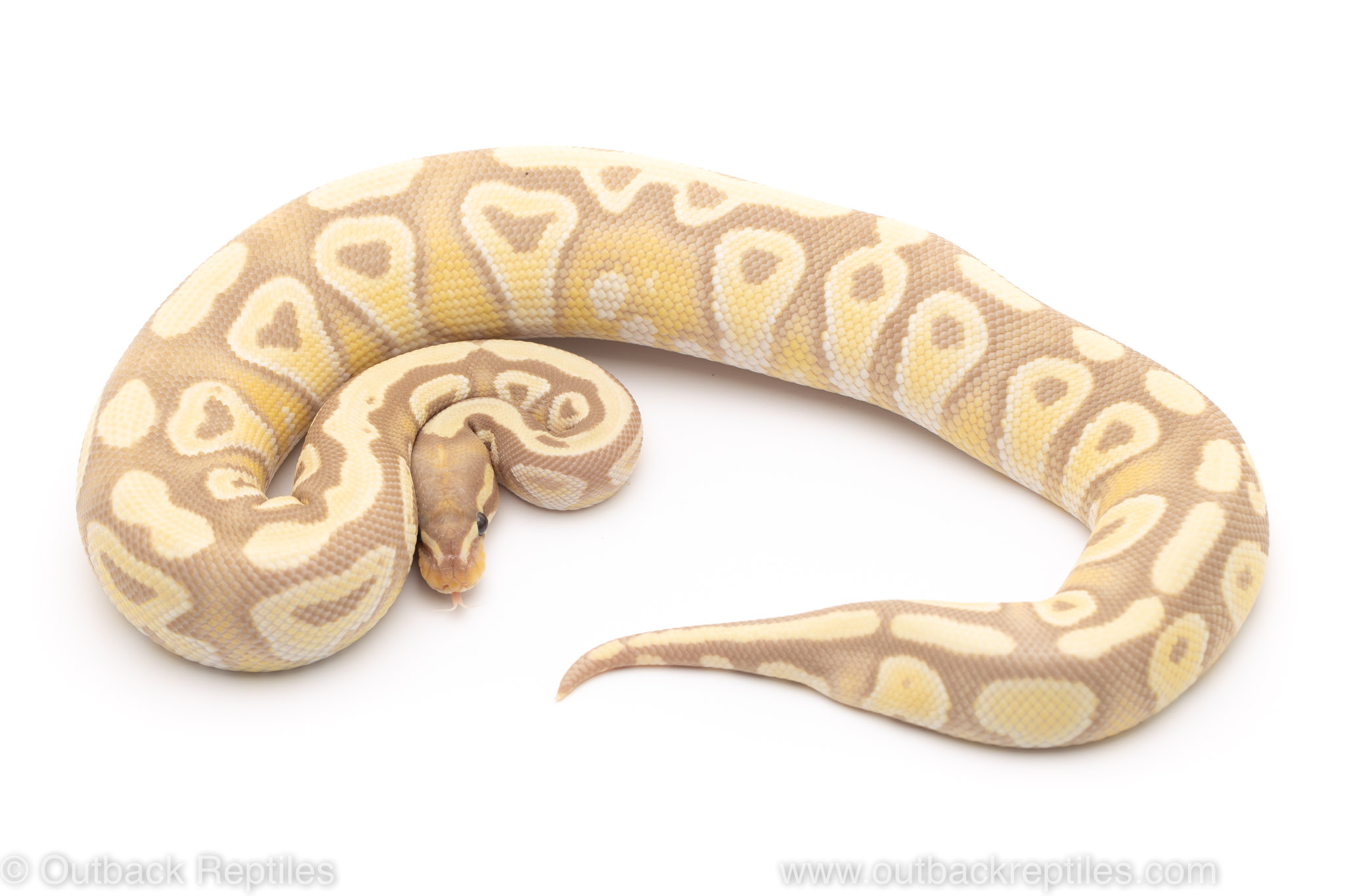 Banana mojave 2 | Outback Reptiles