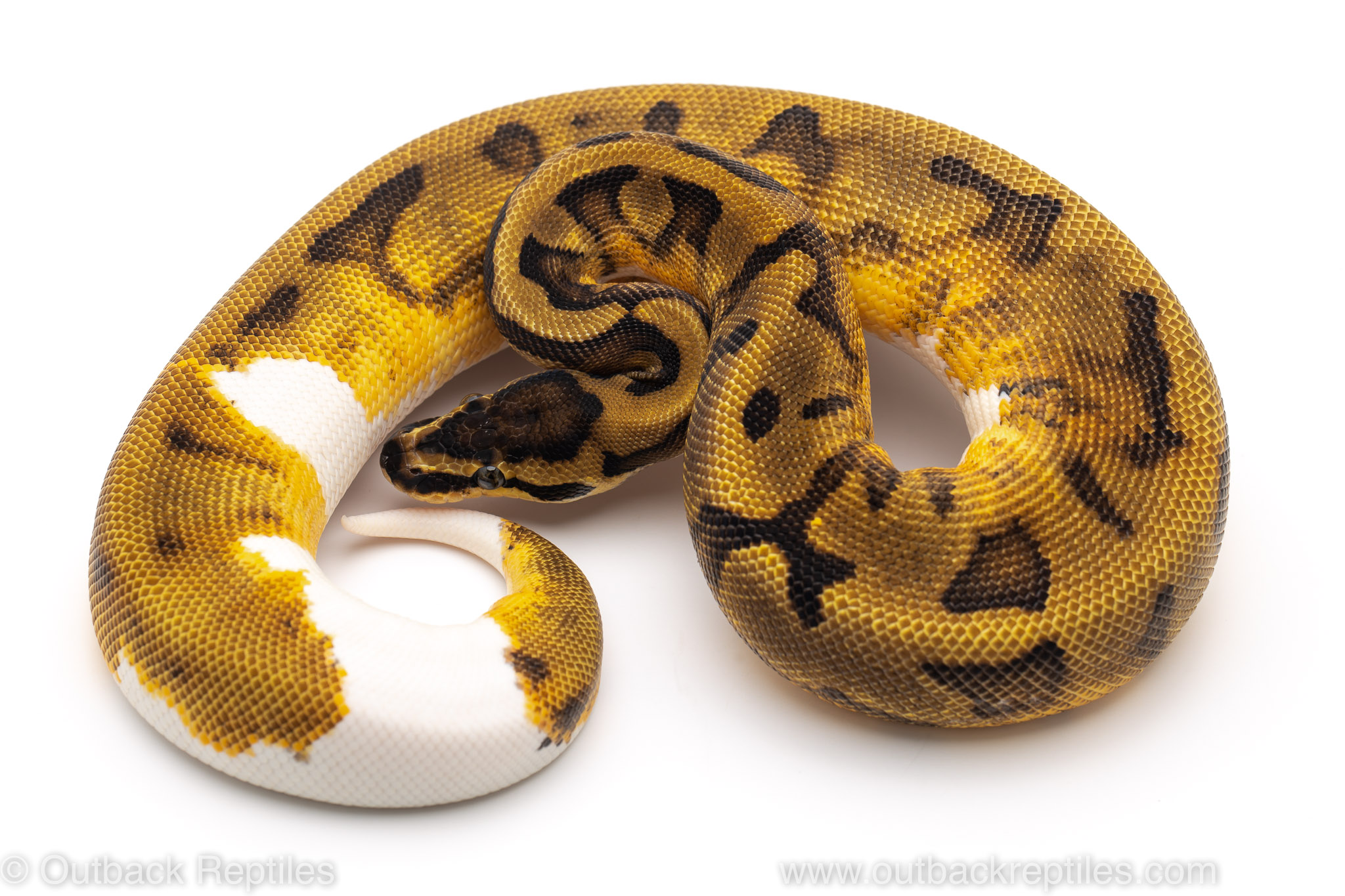 Pied Ball Pythons | Outback Reptiles