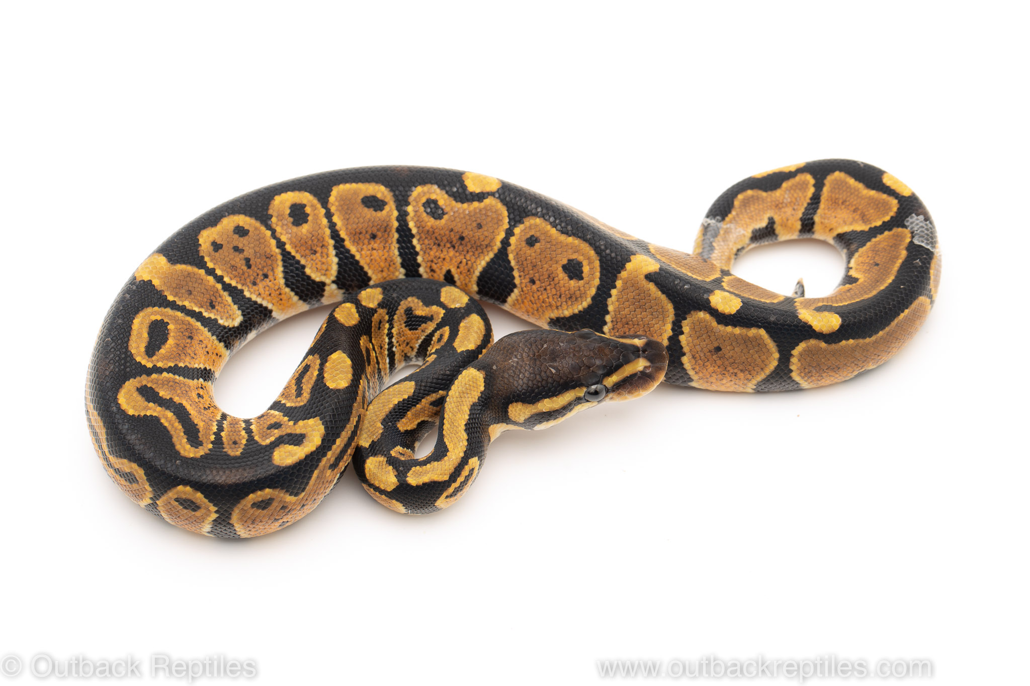 Outback Reptiles - Live Reptiles for Sale!