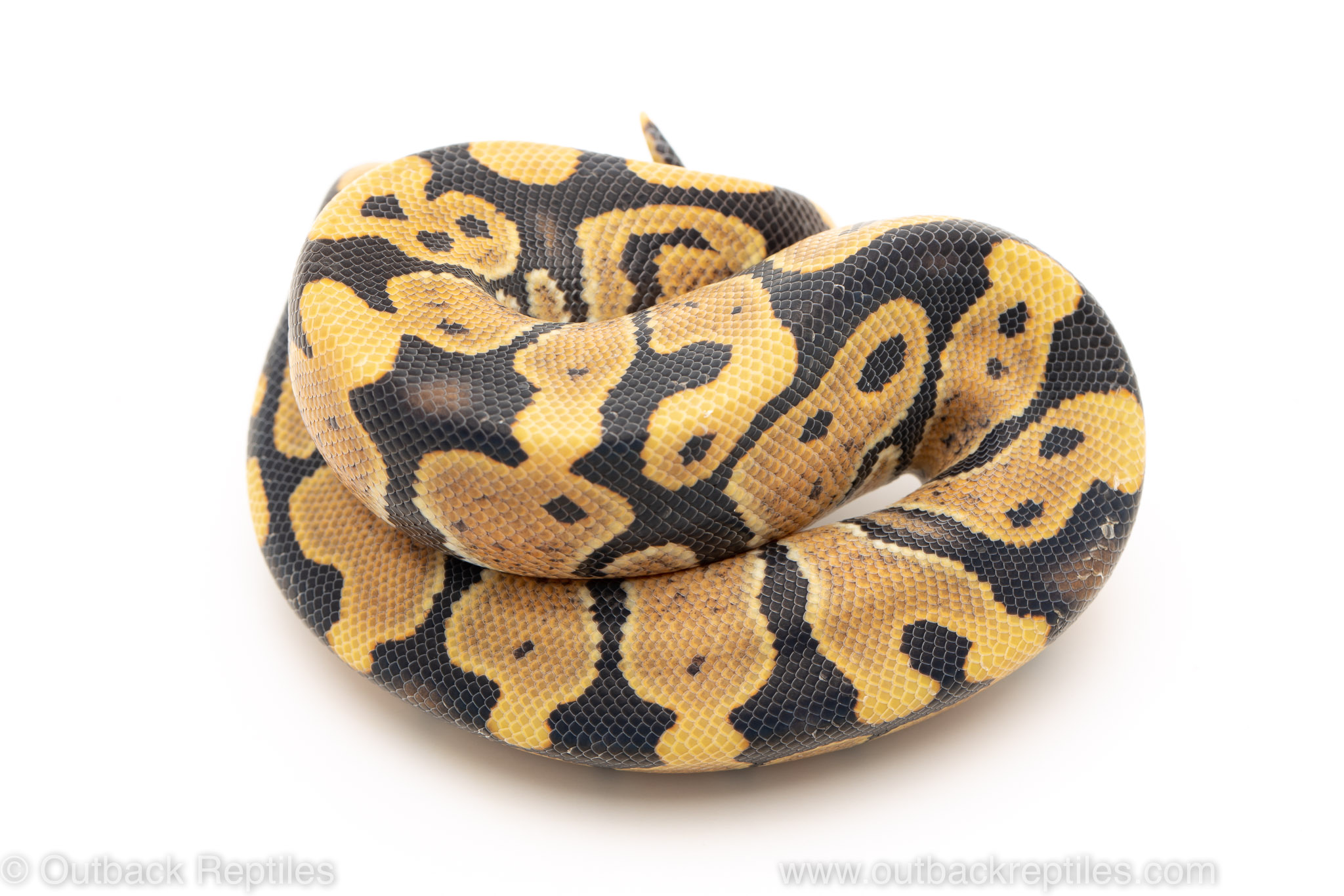 Outback Reptiles - Live Reptiles for Sale!