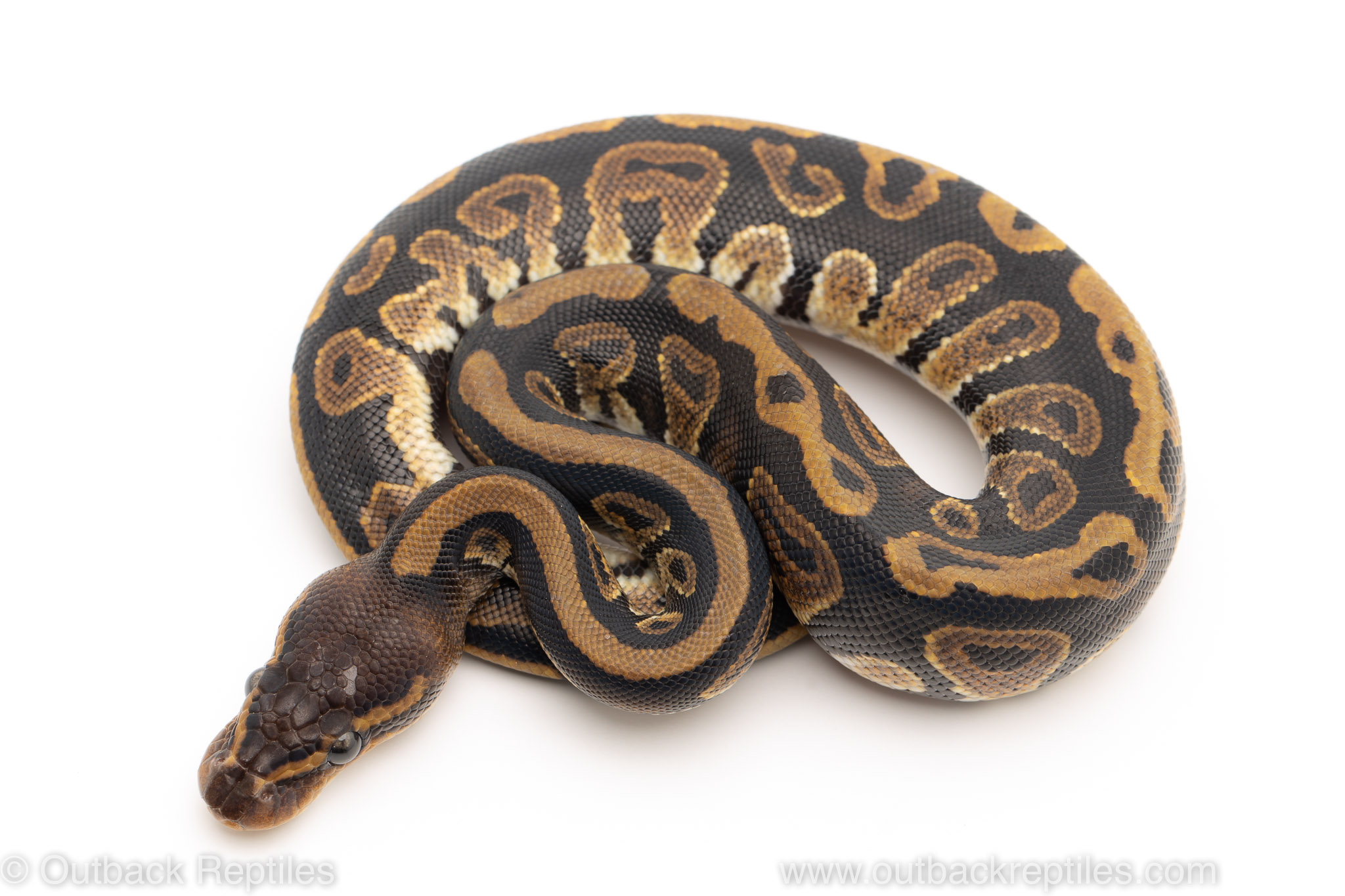 MM-14 | Outback Reptiles