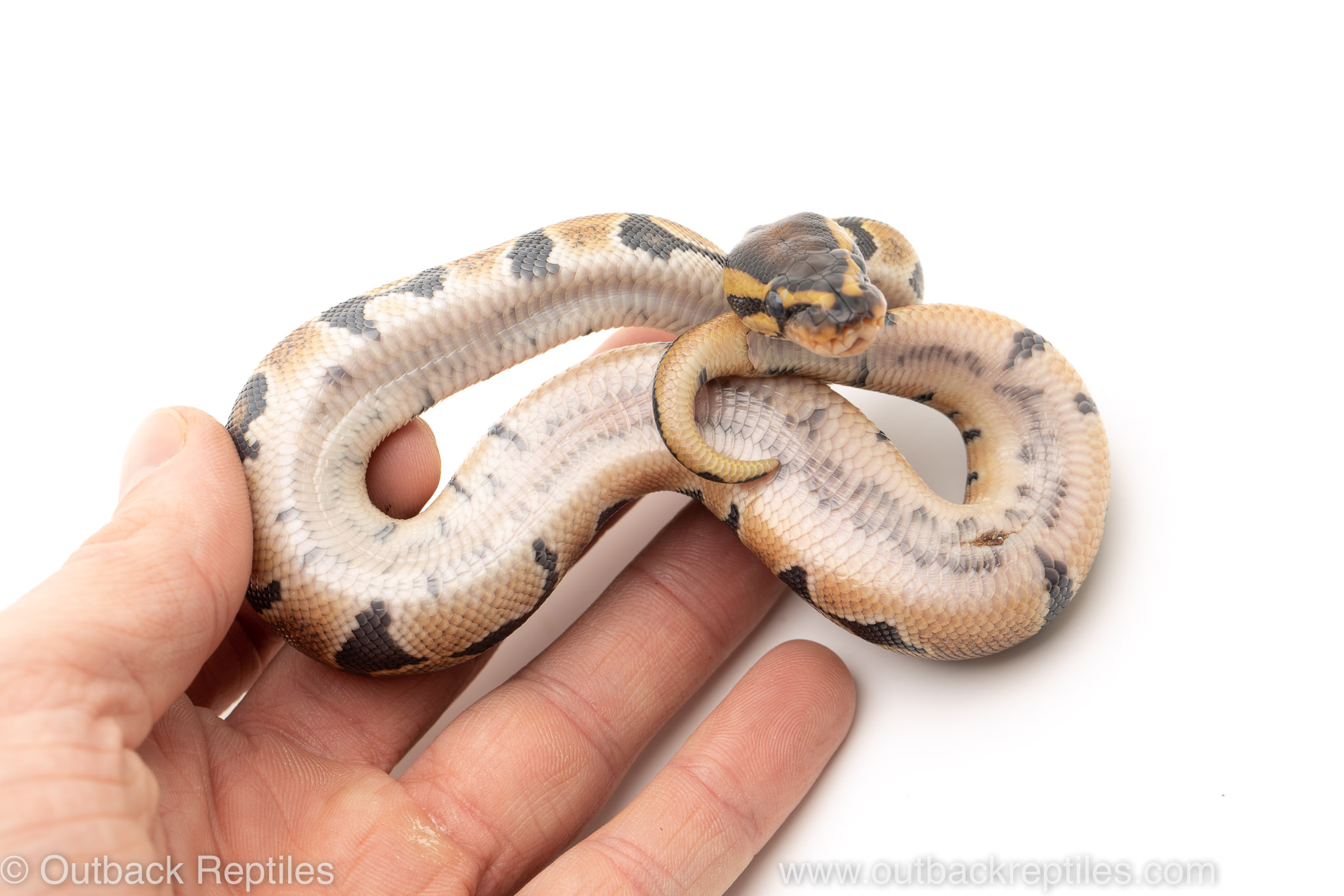 Outback Reptiles - Live Reptiles for Sale!