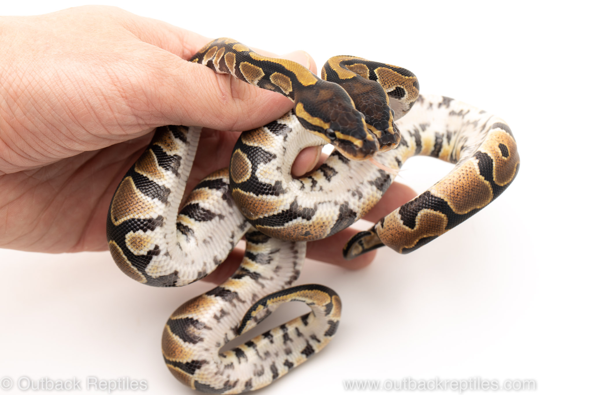 Outback Reptiles - Live Reptiles for Sale!