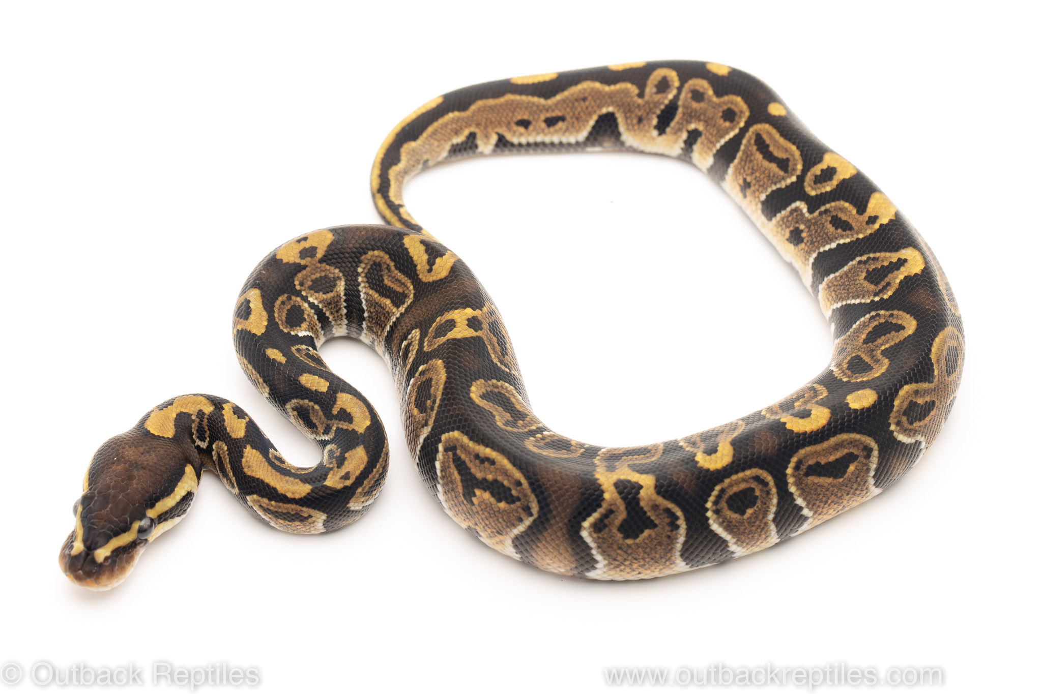 Outback Reptiles - Live Reptiles for Sale!