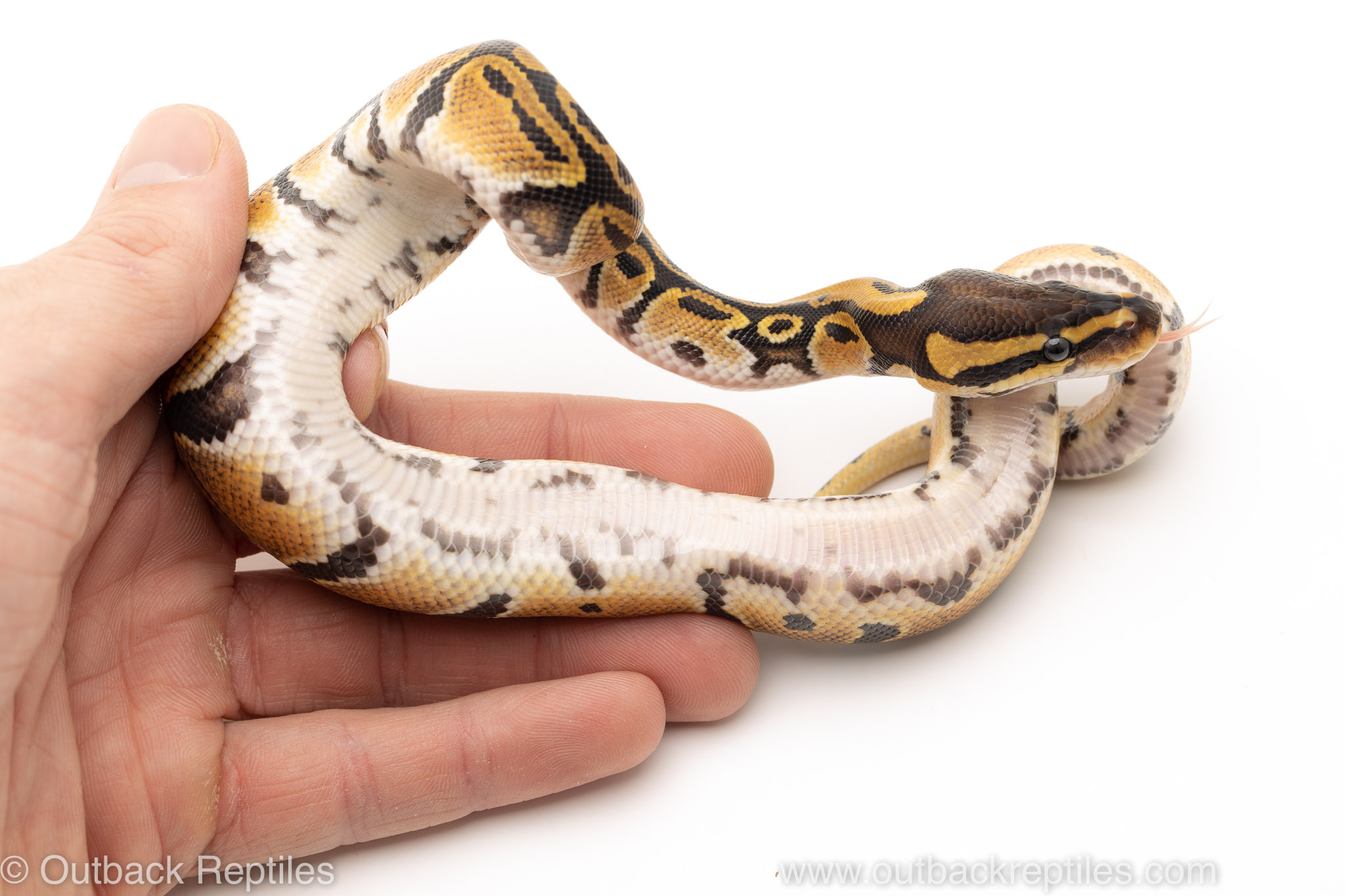 Het Albino Ball Python Markers