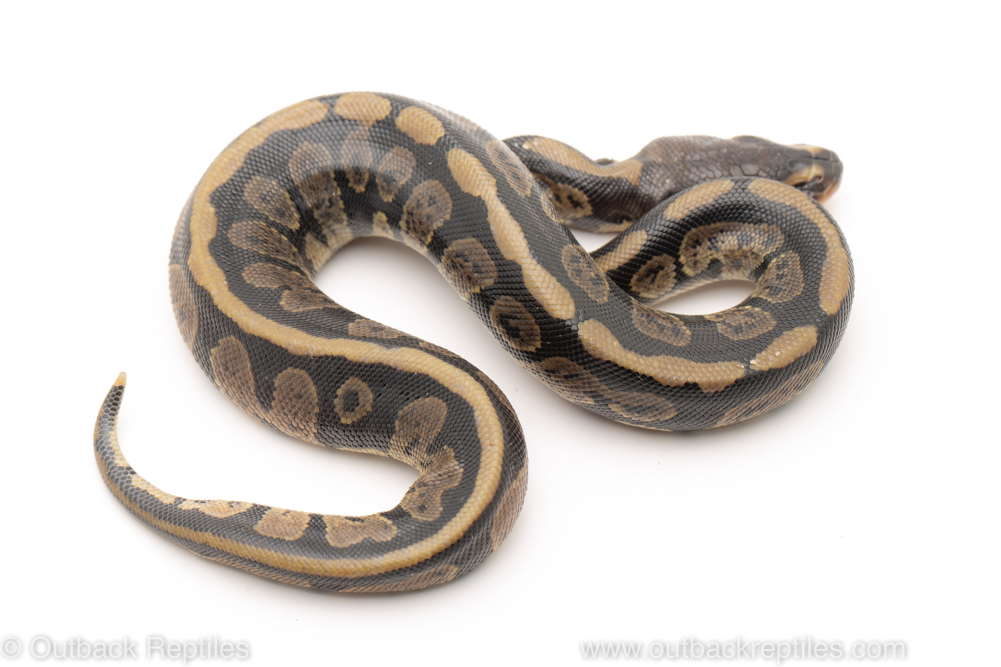 Outback Reptiles - Live Reptiles for Sale!