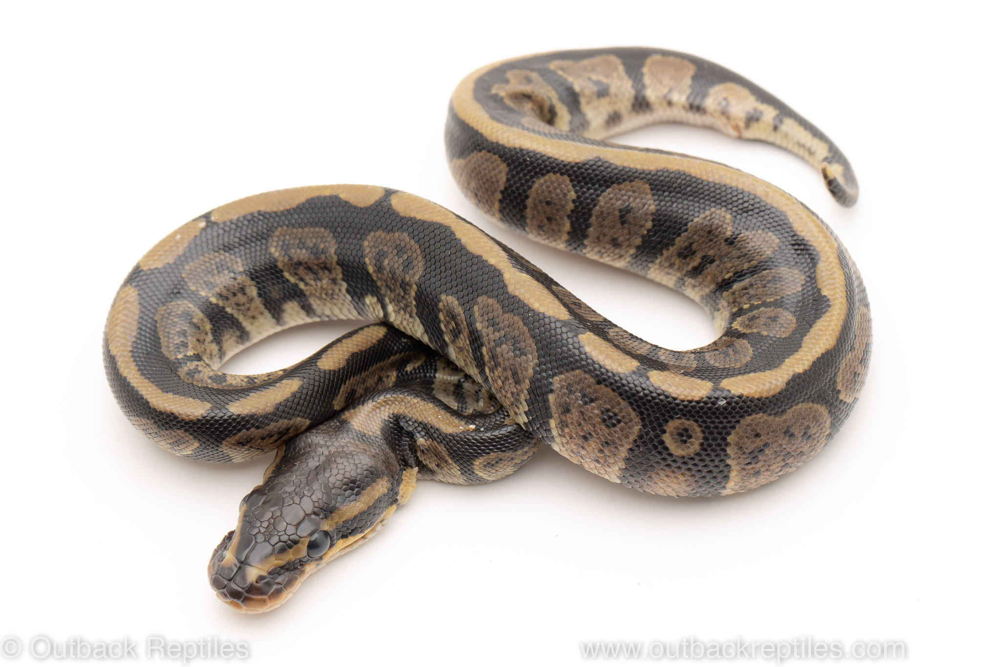 Outback Reptiles - Live Reptiles for Sale!