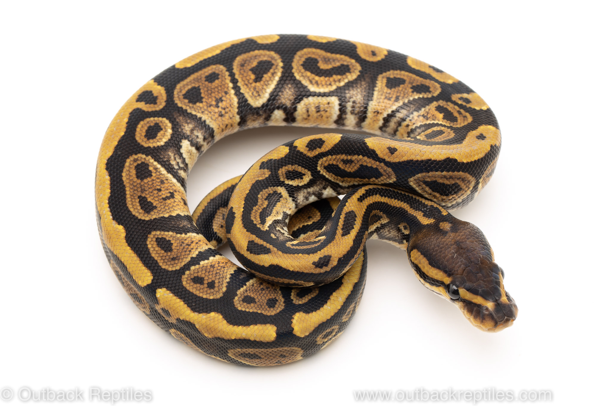 Outback Reptiles - Live Reptiles for Sale!