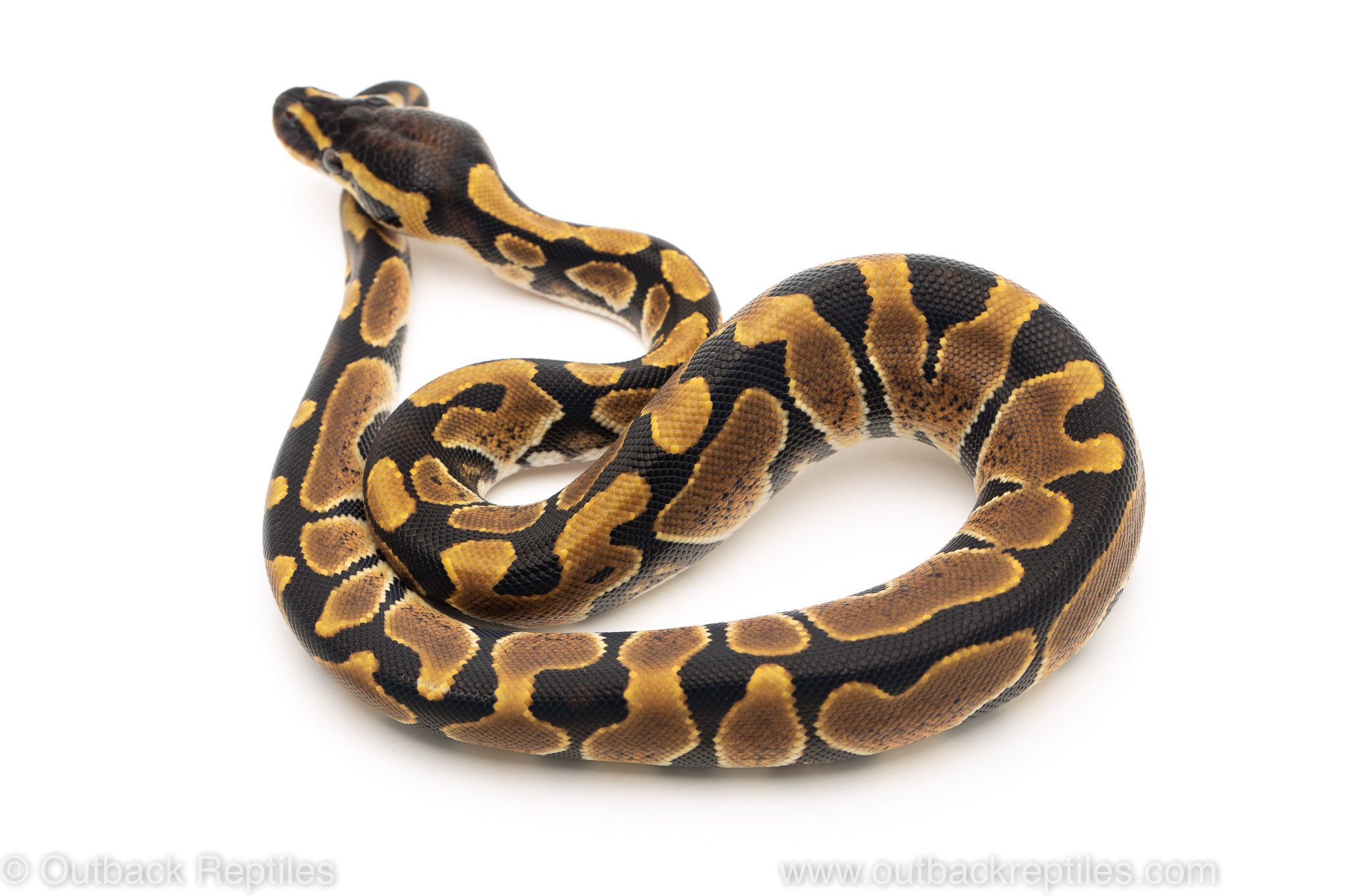 MM-174 | Outback Reptiles