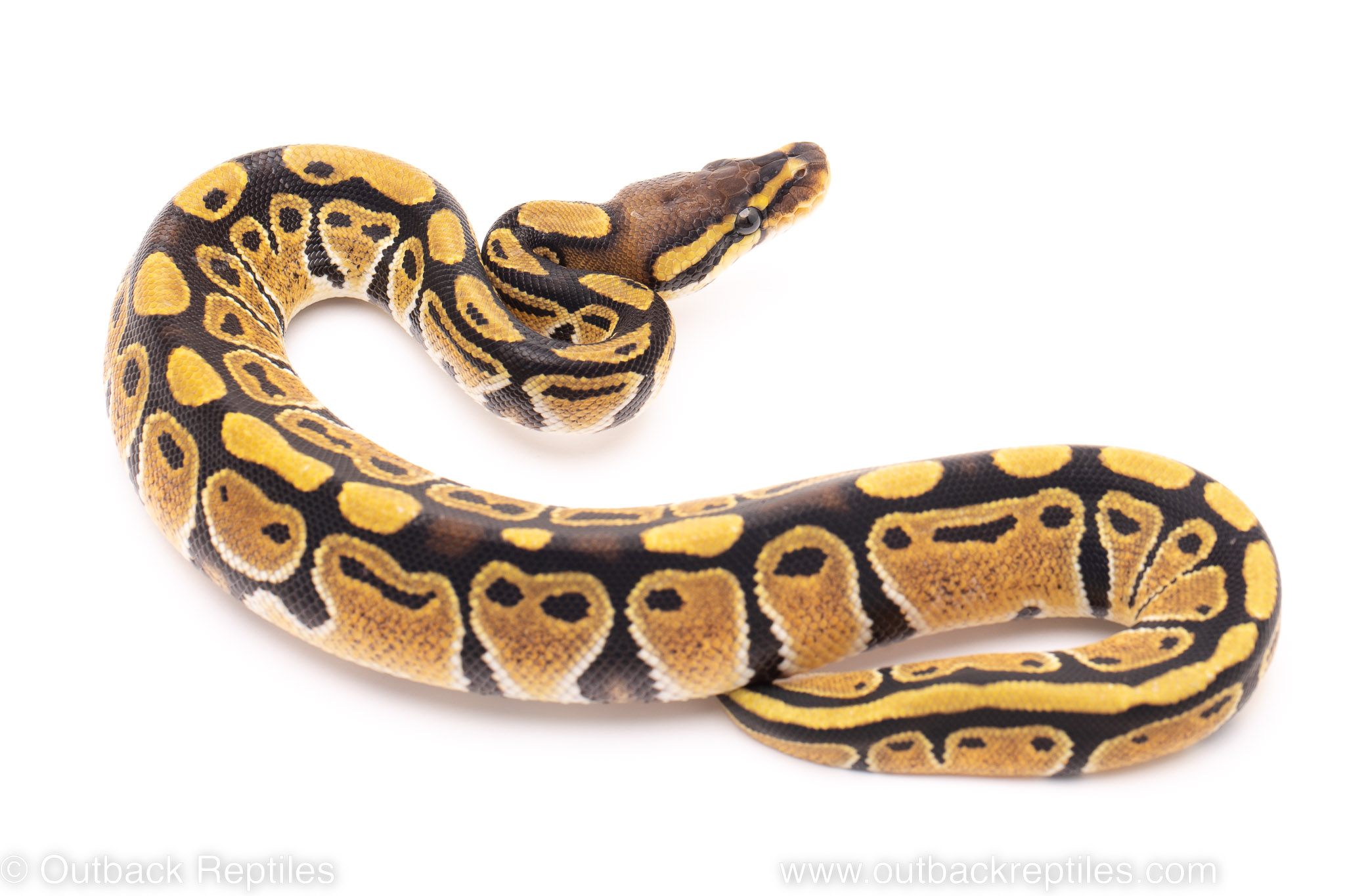Out of Africa Ball Pythons | Outback Reptiles