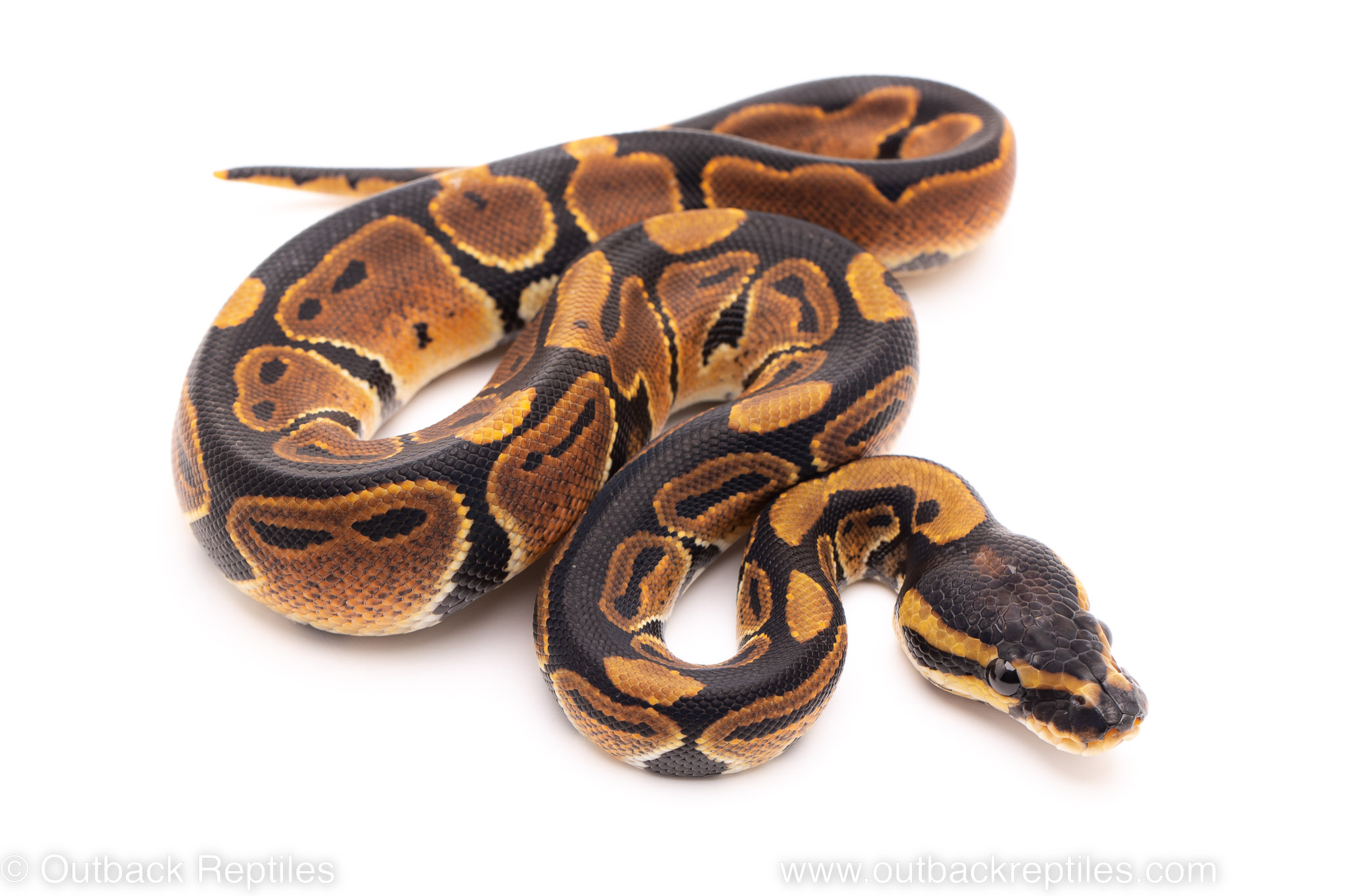 Out of Africa Ball Pythons | Outback Reptiles