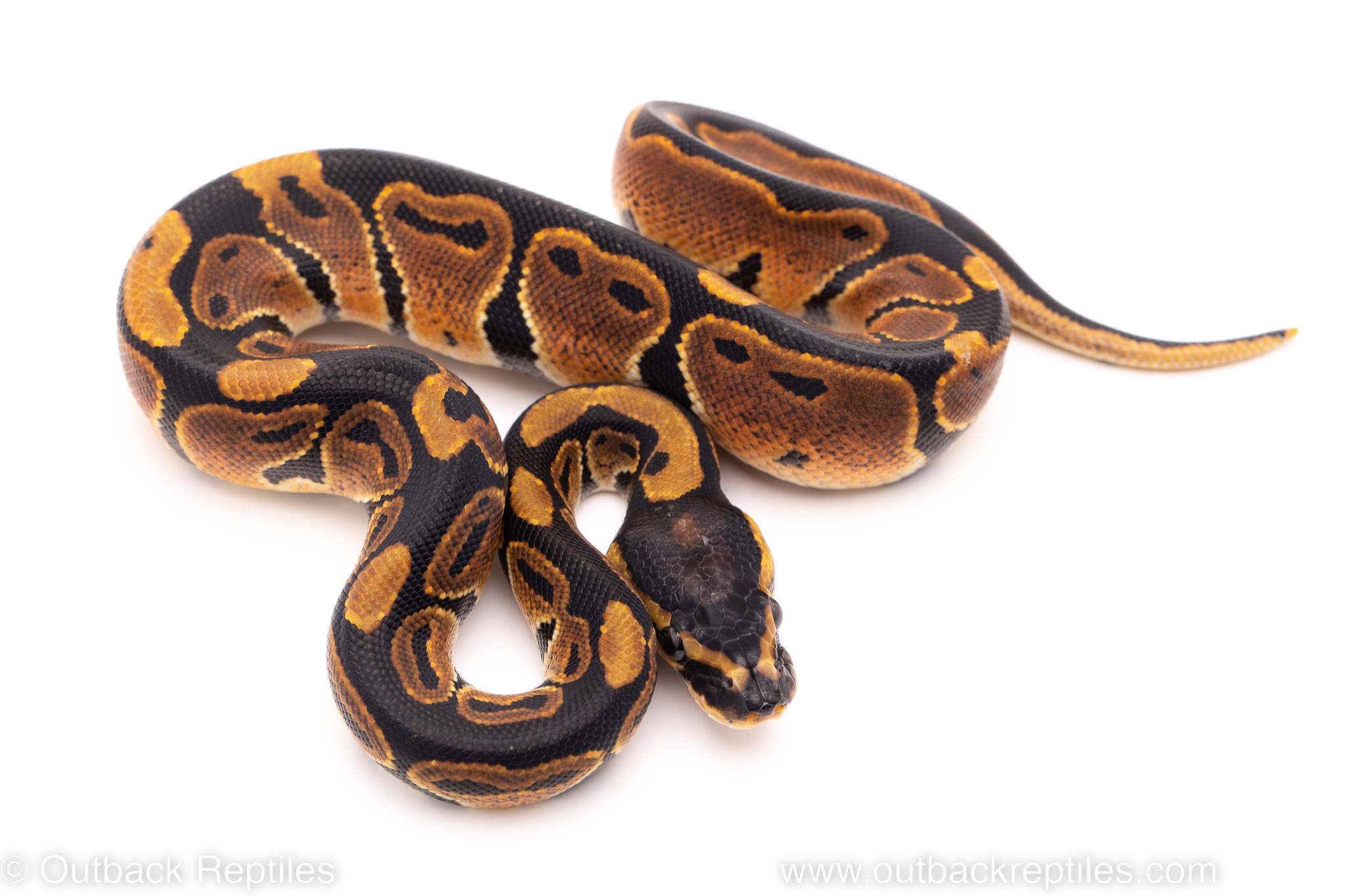Out of Africa Ball Pythons | Outback Reptiles