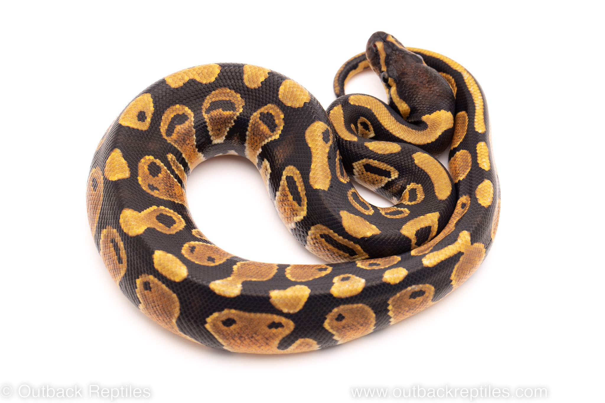 Ball Pythons for Sale | Outback Reptiles