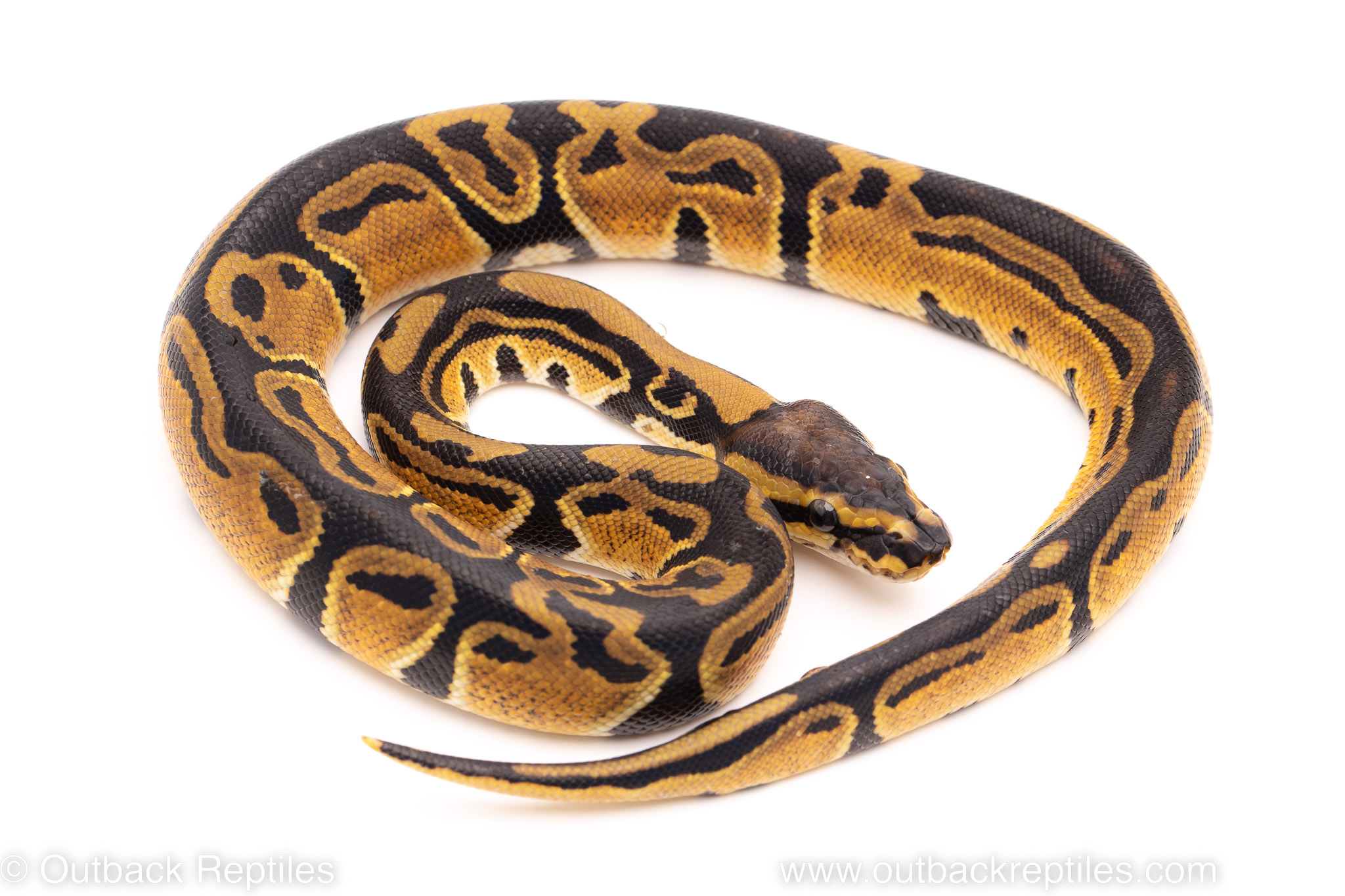 Outback Reptiles - Live Reptiles for Sale! | Outback Reptiles