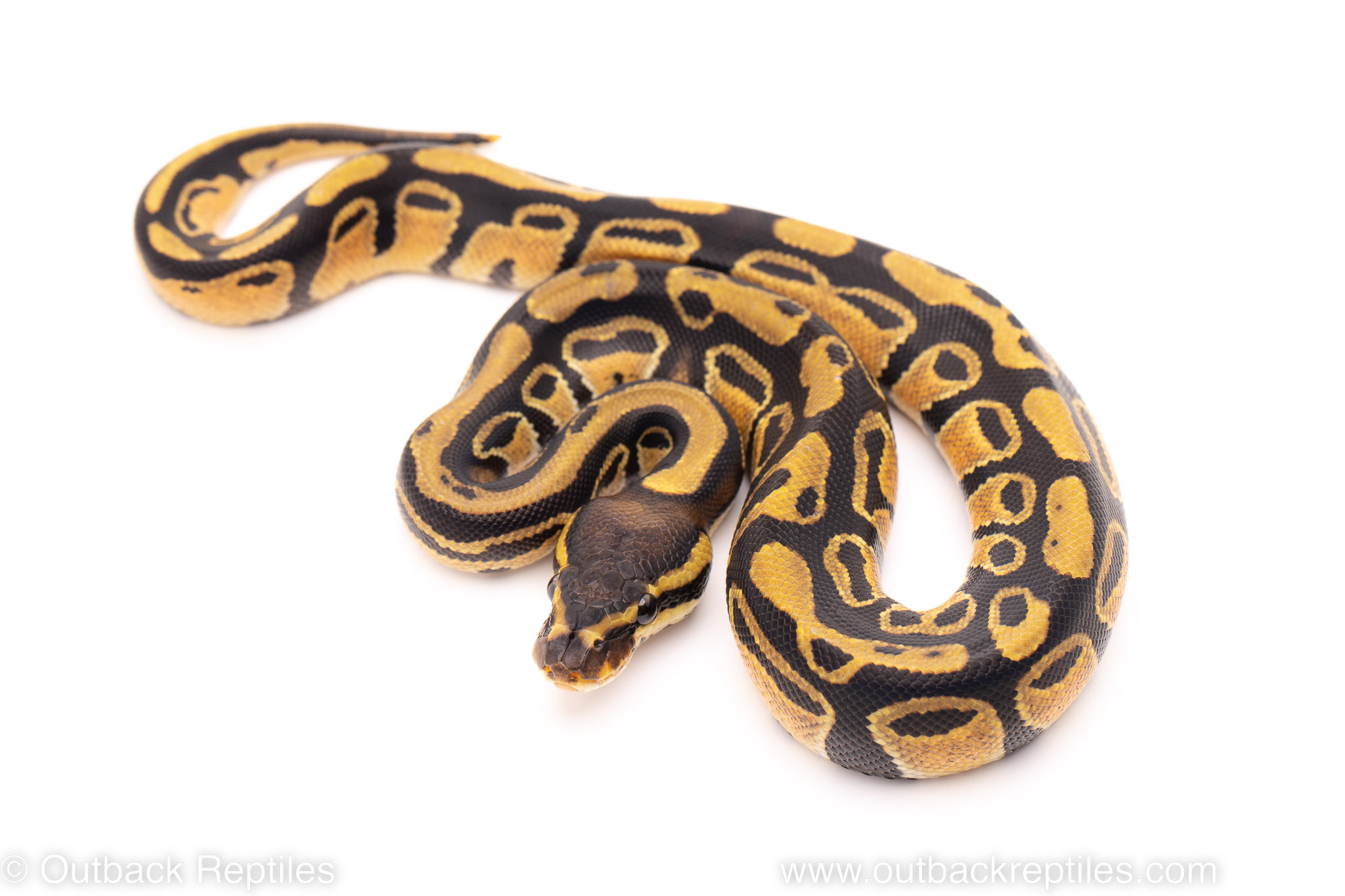 Ball Pythons for Sale | Outback Reptiles