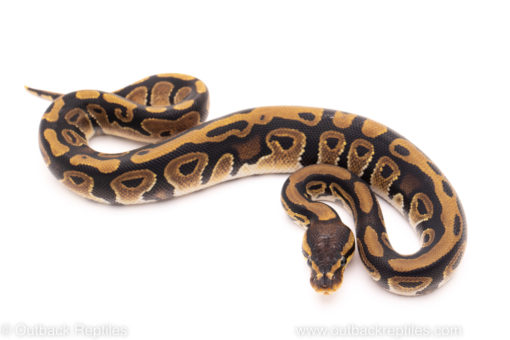 Out of Africa Ball Pythons | Outback Reptiles