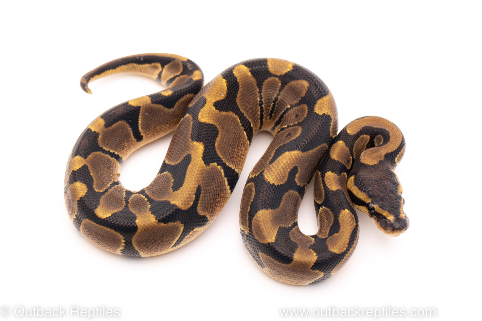 Out of Africa Ball Pythons | Outback Reptiles