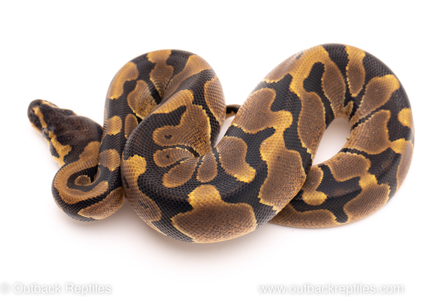 Out of Africa Ball Pythons | Outback Reptiles