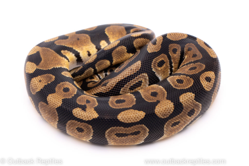 Africa Import Dinker Special Ball Python 2-2 | Outback Reptiles