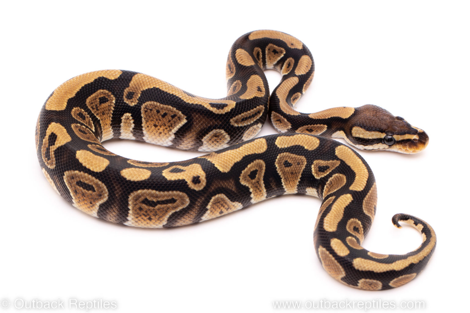 Ball Pythons for Sale | Outback Reptiles