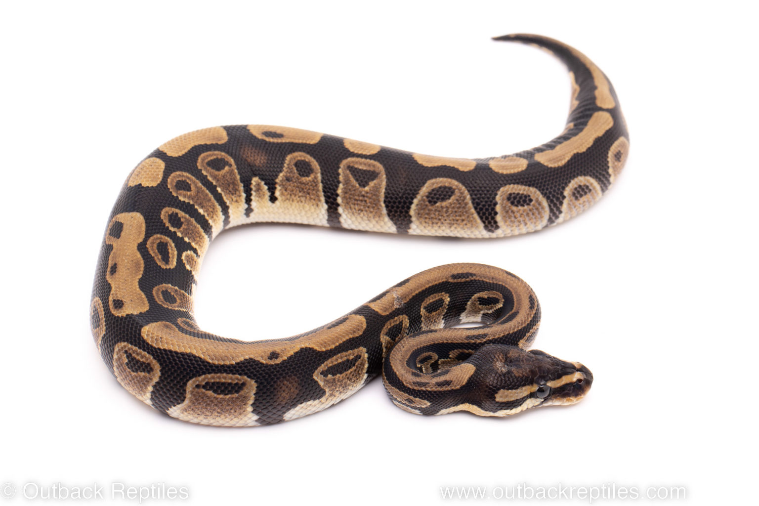Ball Pythons for Sale | Outback Reptiles