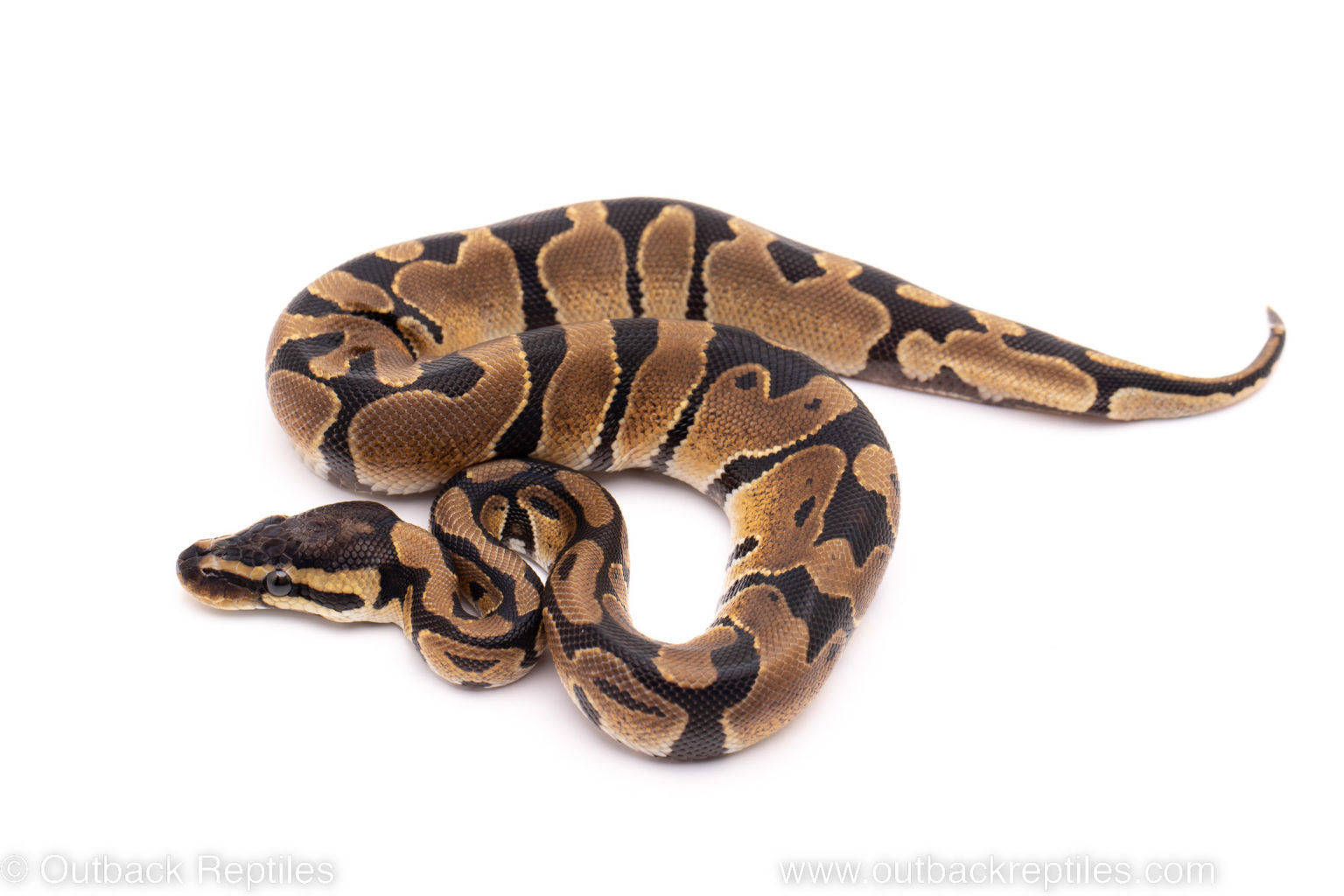 Ball Pythons for Sale | Outback Reptiles