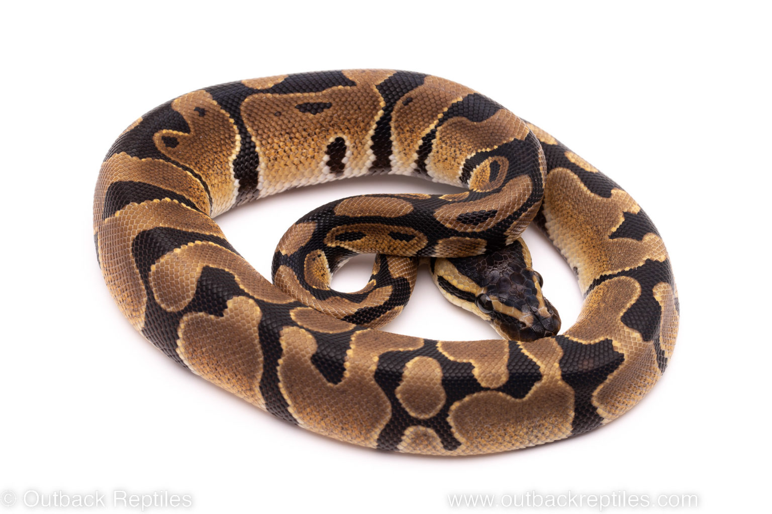 Ball Pythons for Sale | Outback Reptiles