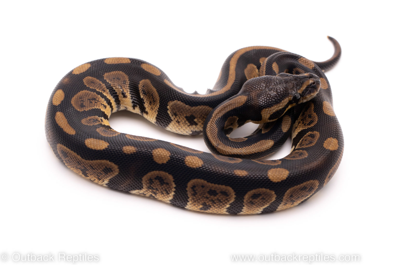 Ball Pythons for Sale | Outback Reptiles