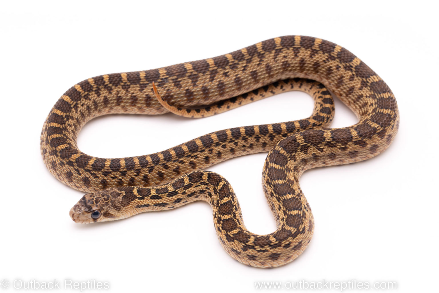 Colubrids | Outback Reptiles