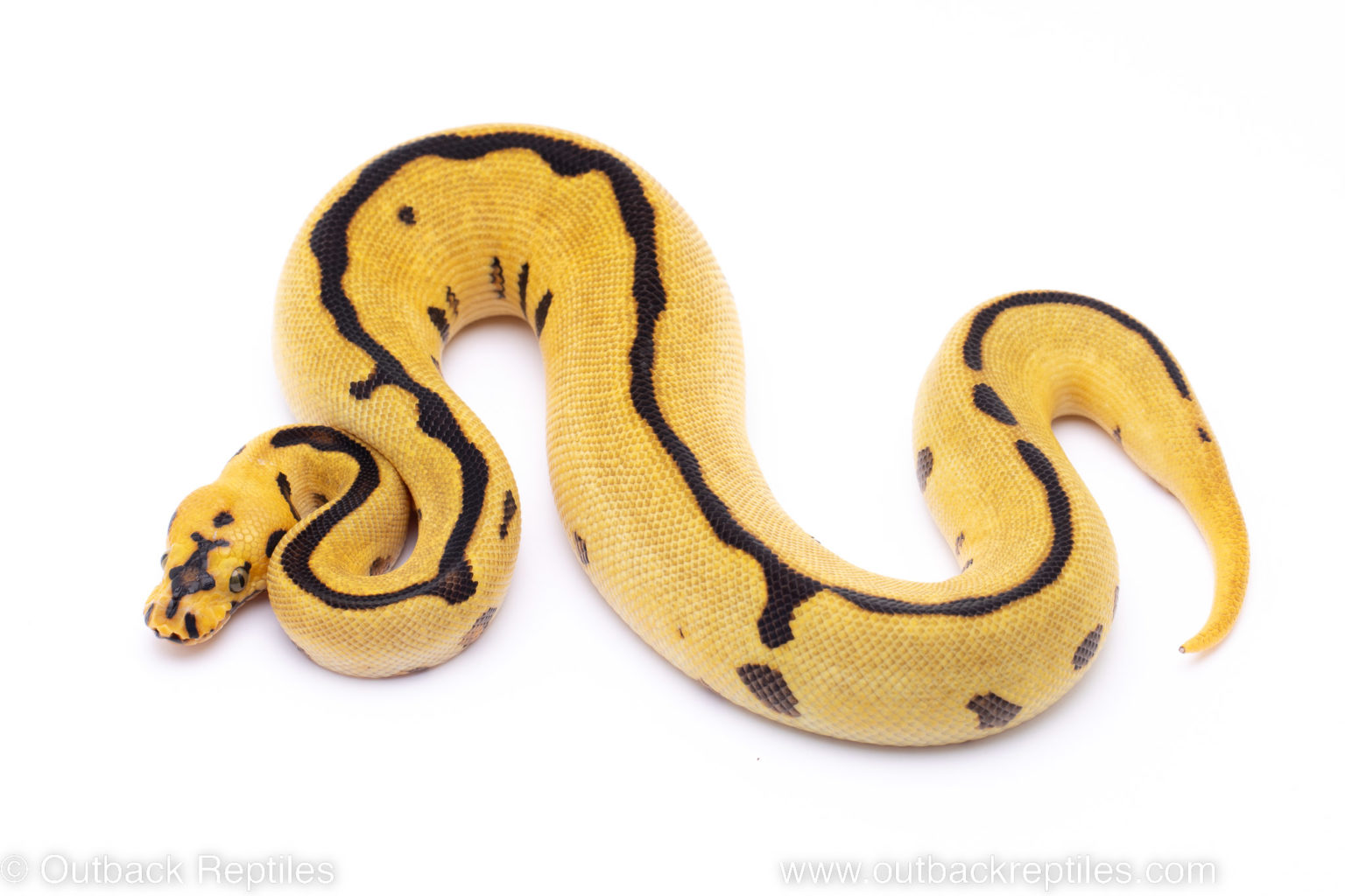 Ball Python Care Guide: Everything You Need to Know | Outback Reptiles