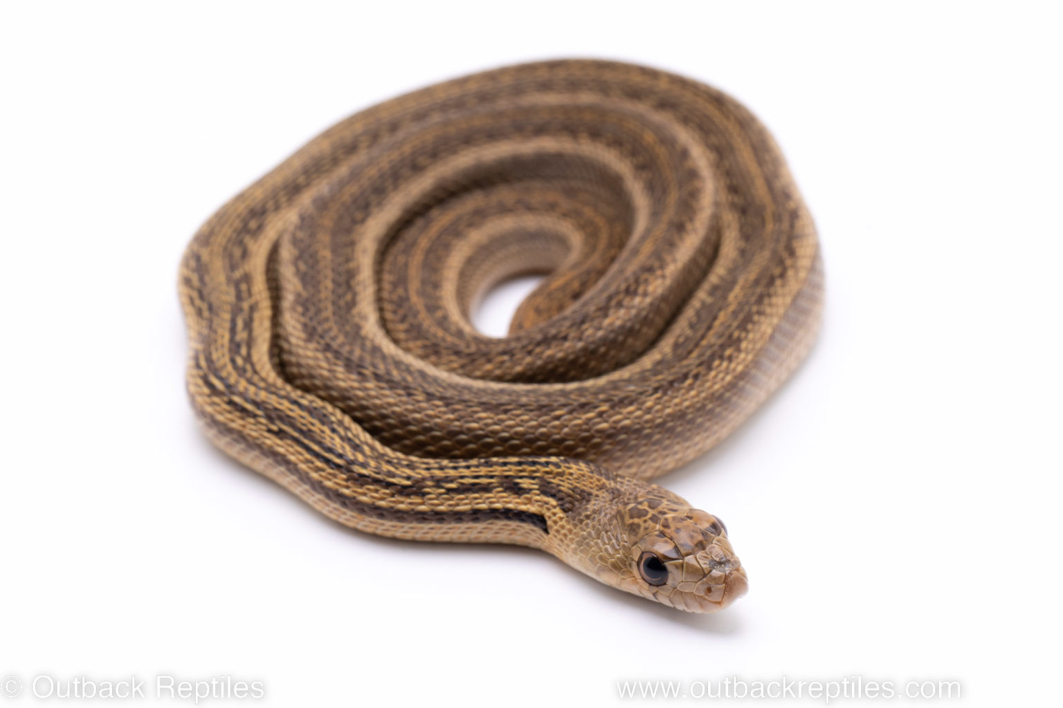 Colubrids | Outback Reptiles