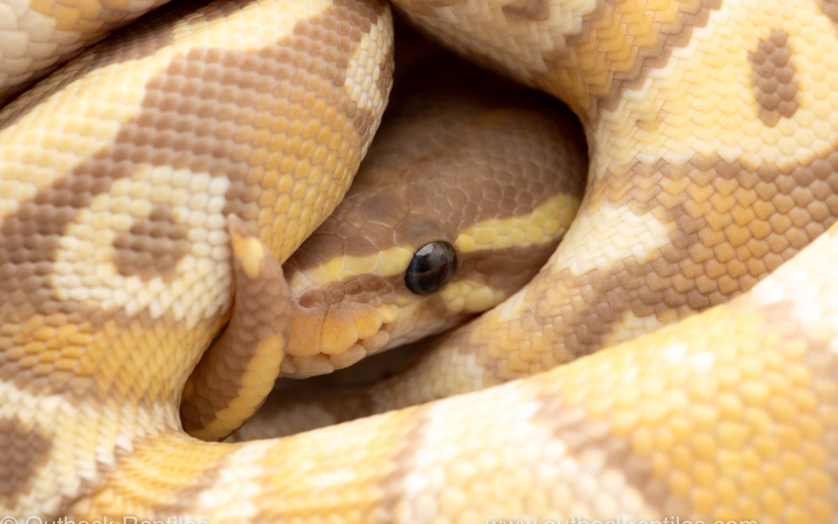 Ball Python Care Guide: Everything You Need to Know | Outback Reptiles
