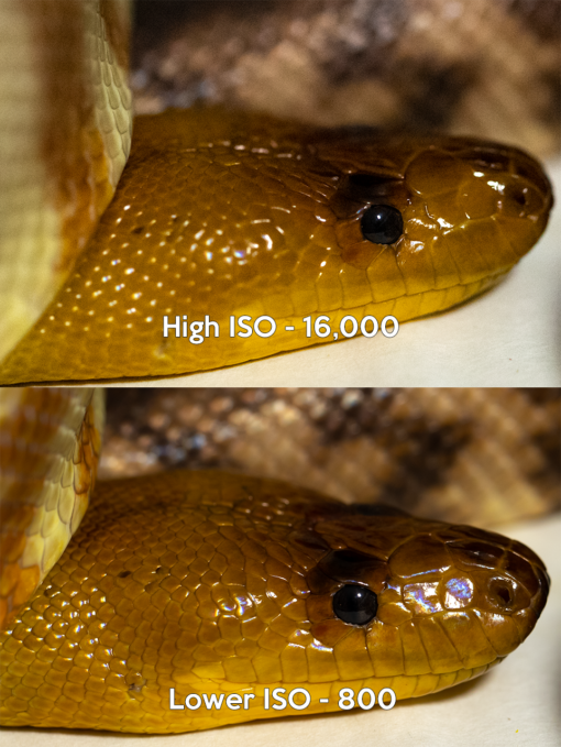 Reptile Photography Tutorial - The Exposure Triangle