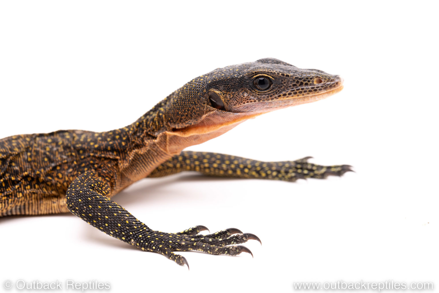 Monitors | Outback Reptiles
