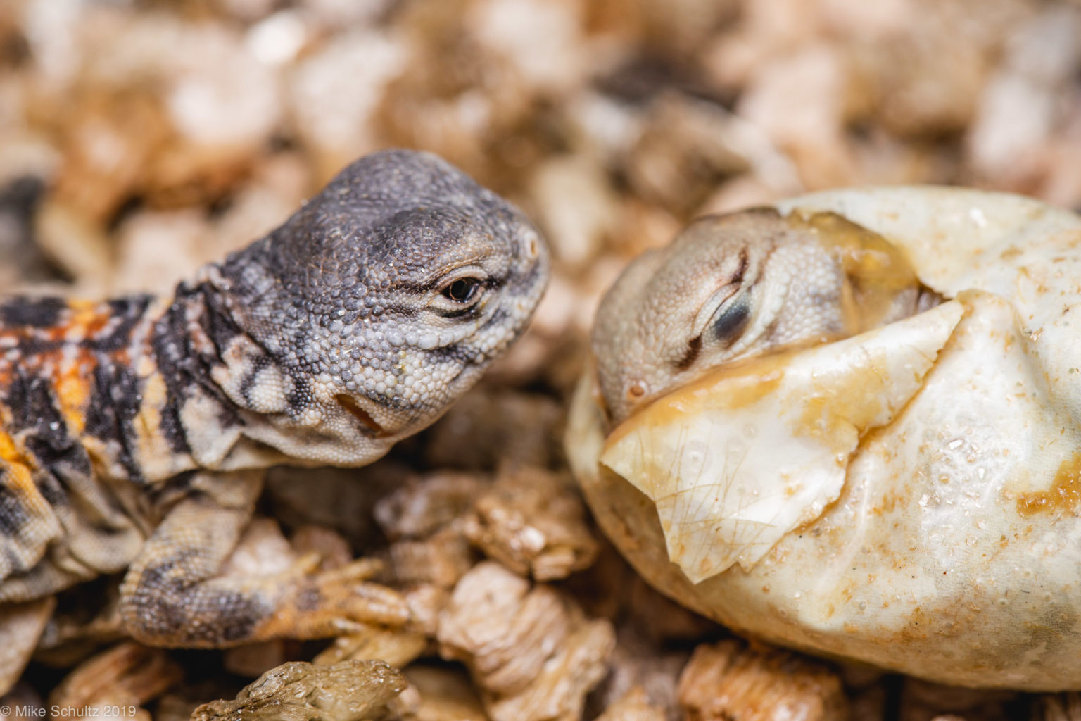Your Complete Guide to Saharan Uromastyx Care: Critical Housing ...