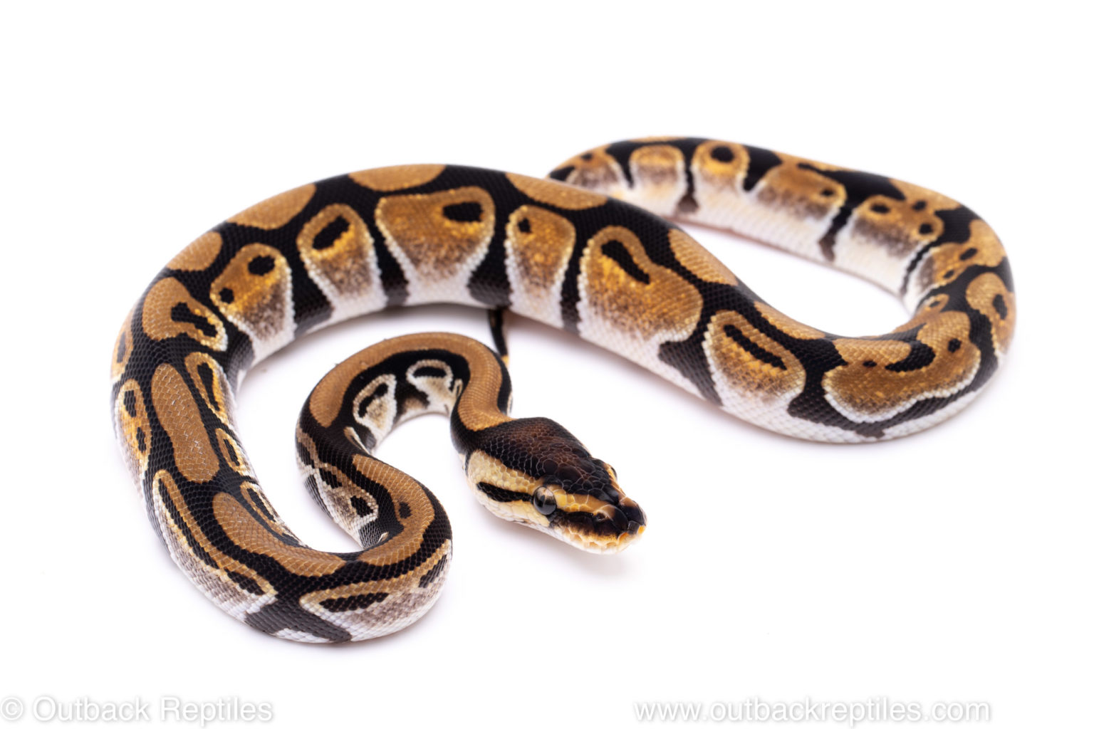 Out of Africa Ball Pythons | Outback Reptiles