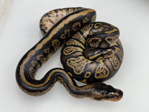Imported Ball Pythons – Discover the Next Revolutionary New Morph from ...