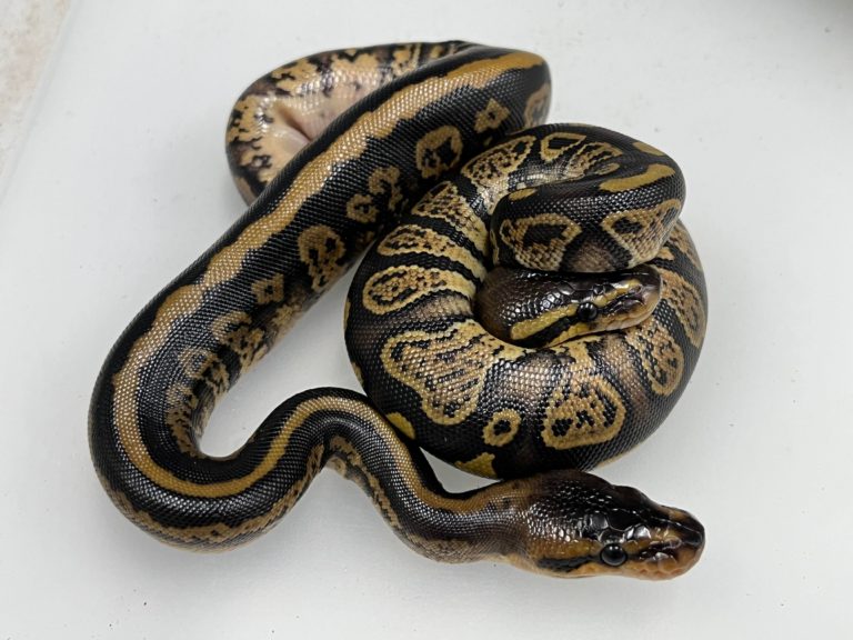 Imported Ball Pythons – Discover the Next Revolutionary New Morph from ...
